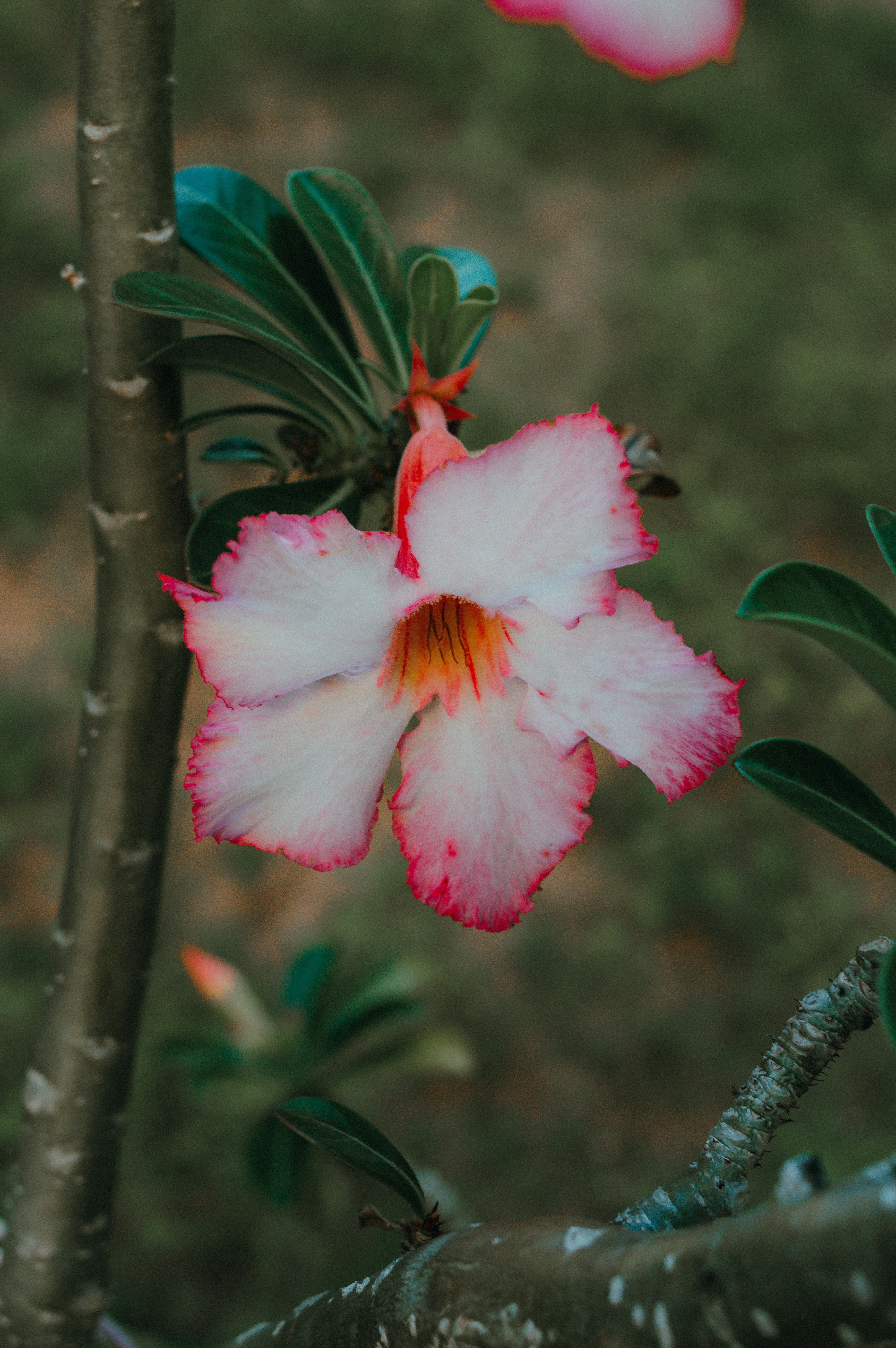 Petal Crest: A Pink-Edged Desert Rose Bloom on a Silent Branch