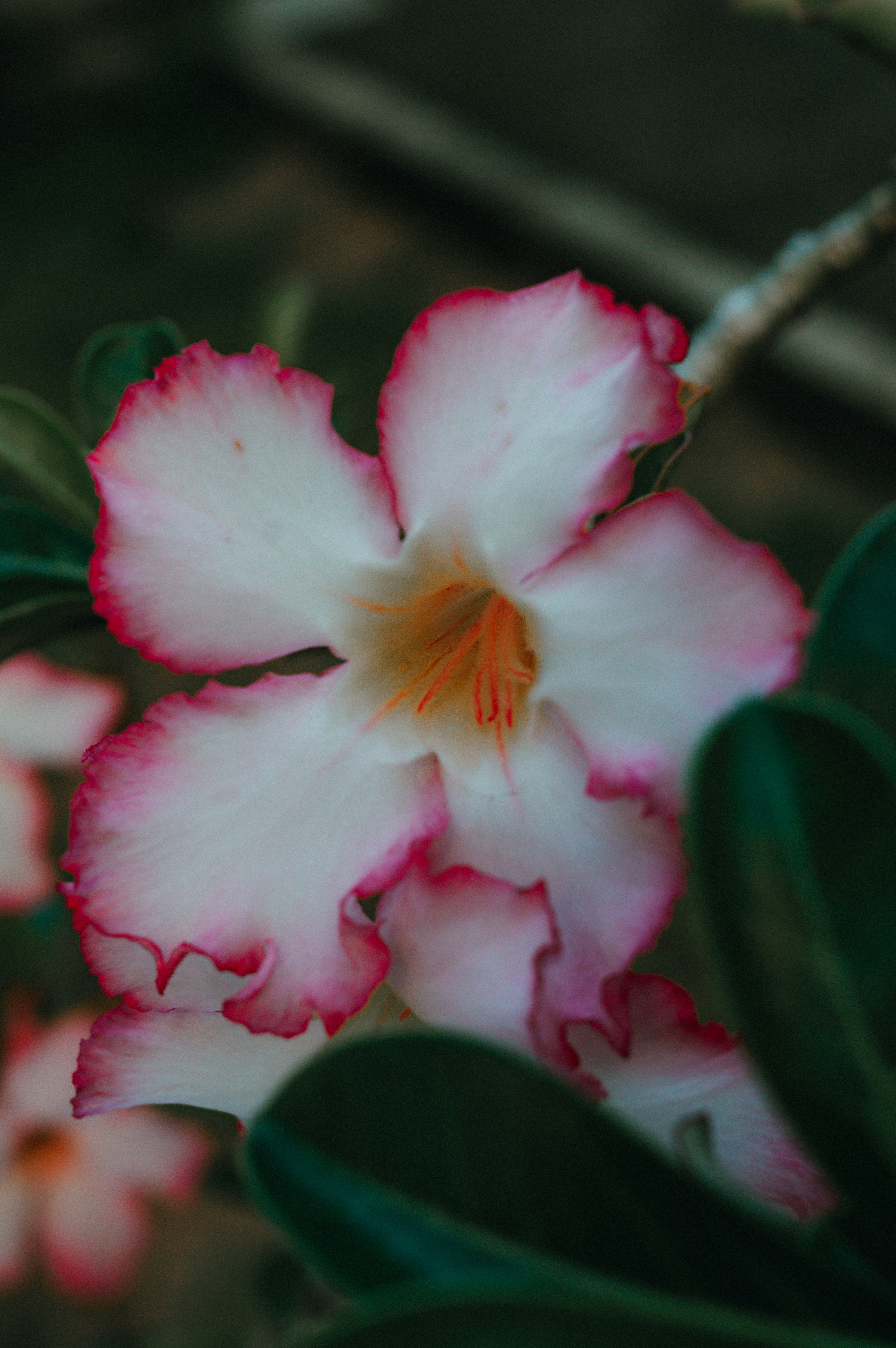 Pink-edged blossoms: a close-up of a white-petaled azalea with pink rim