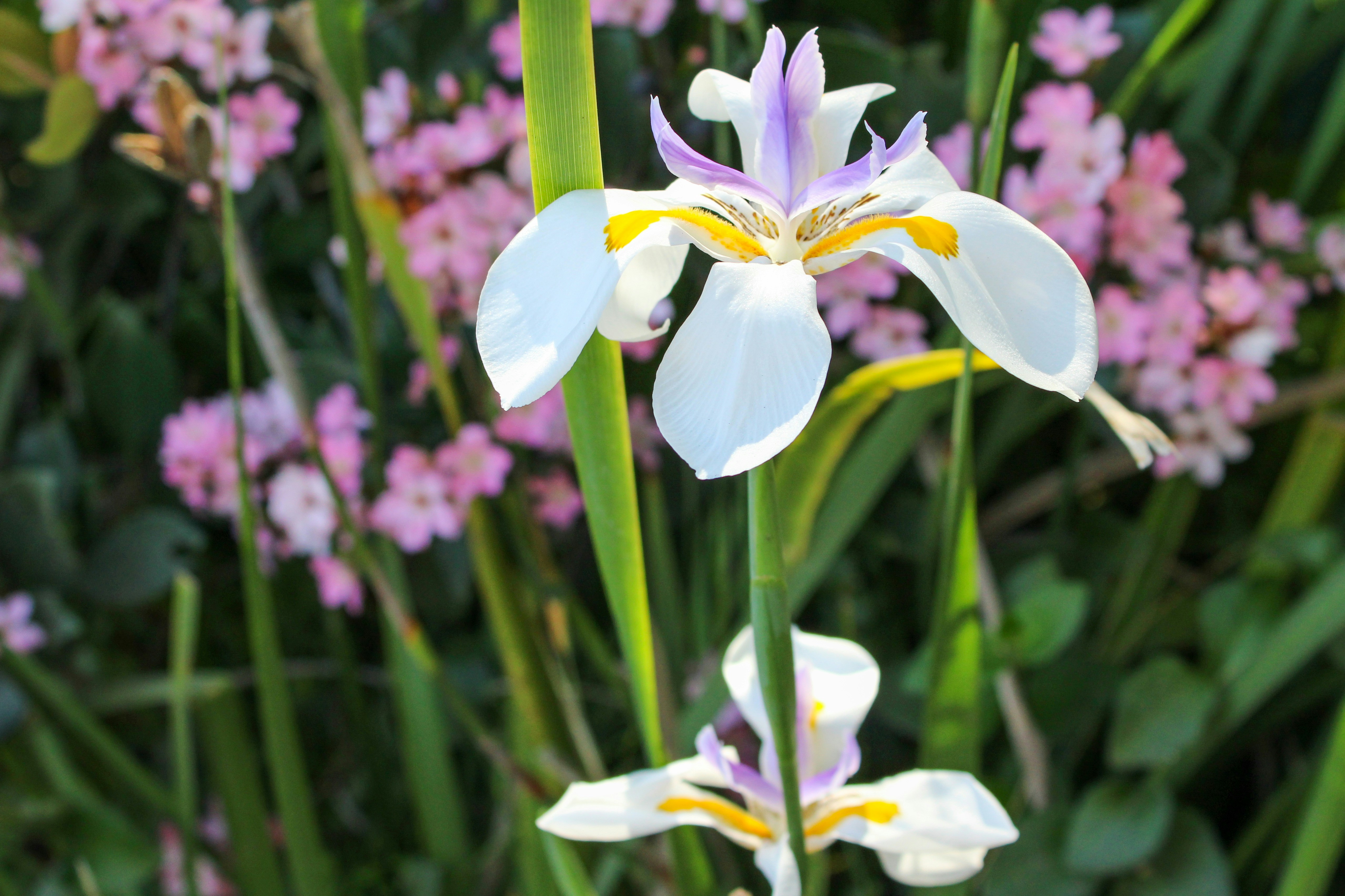 White Iris in a Quiet Garden Bathed in Spring Light