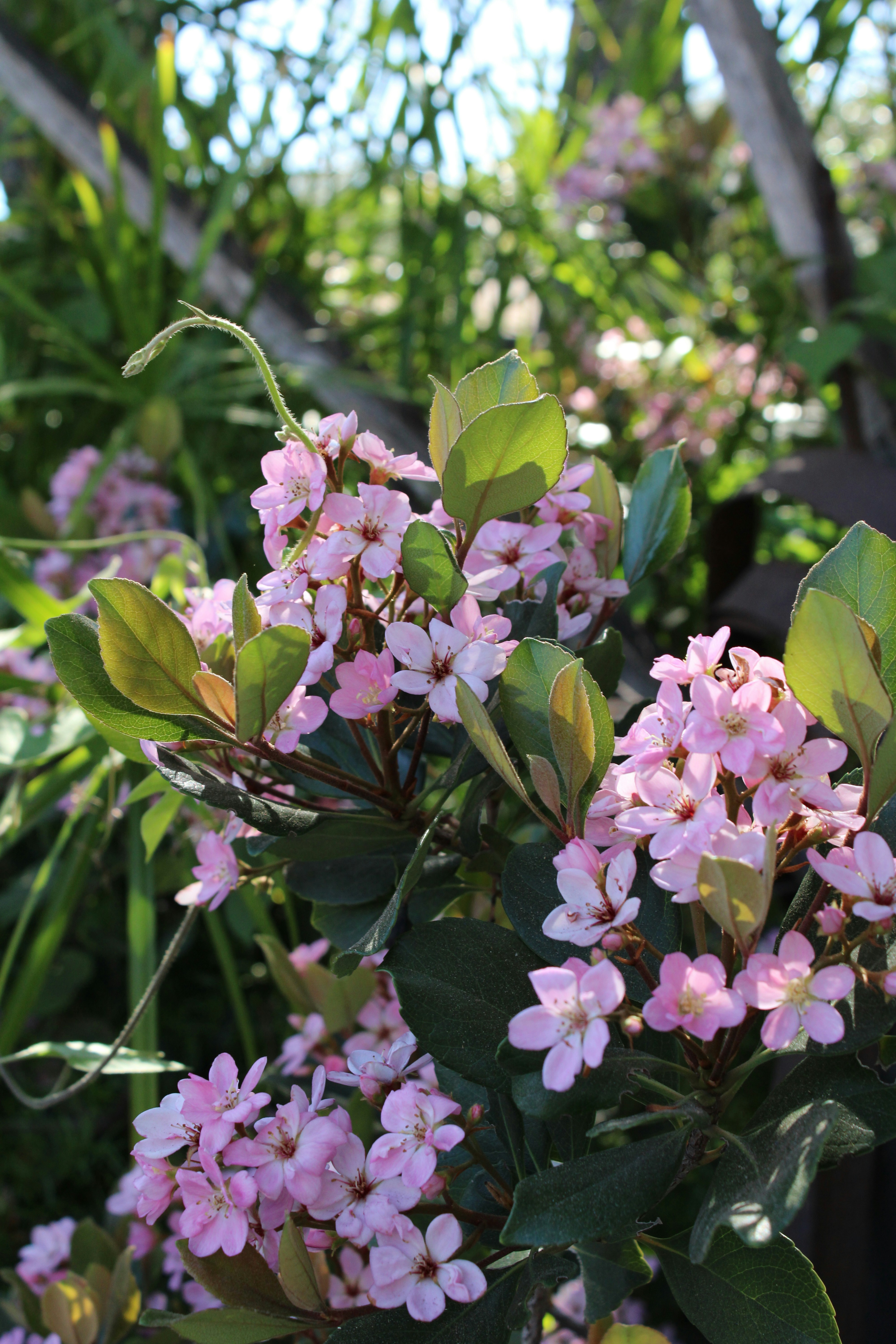 Pink blossoms in sunlit garden: a close-up of flowering shrub
