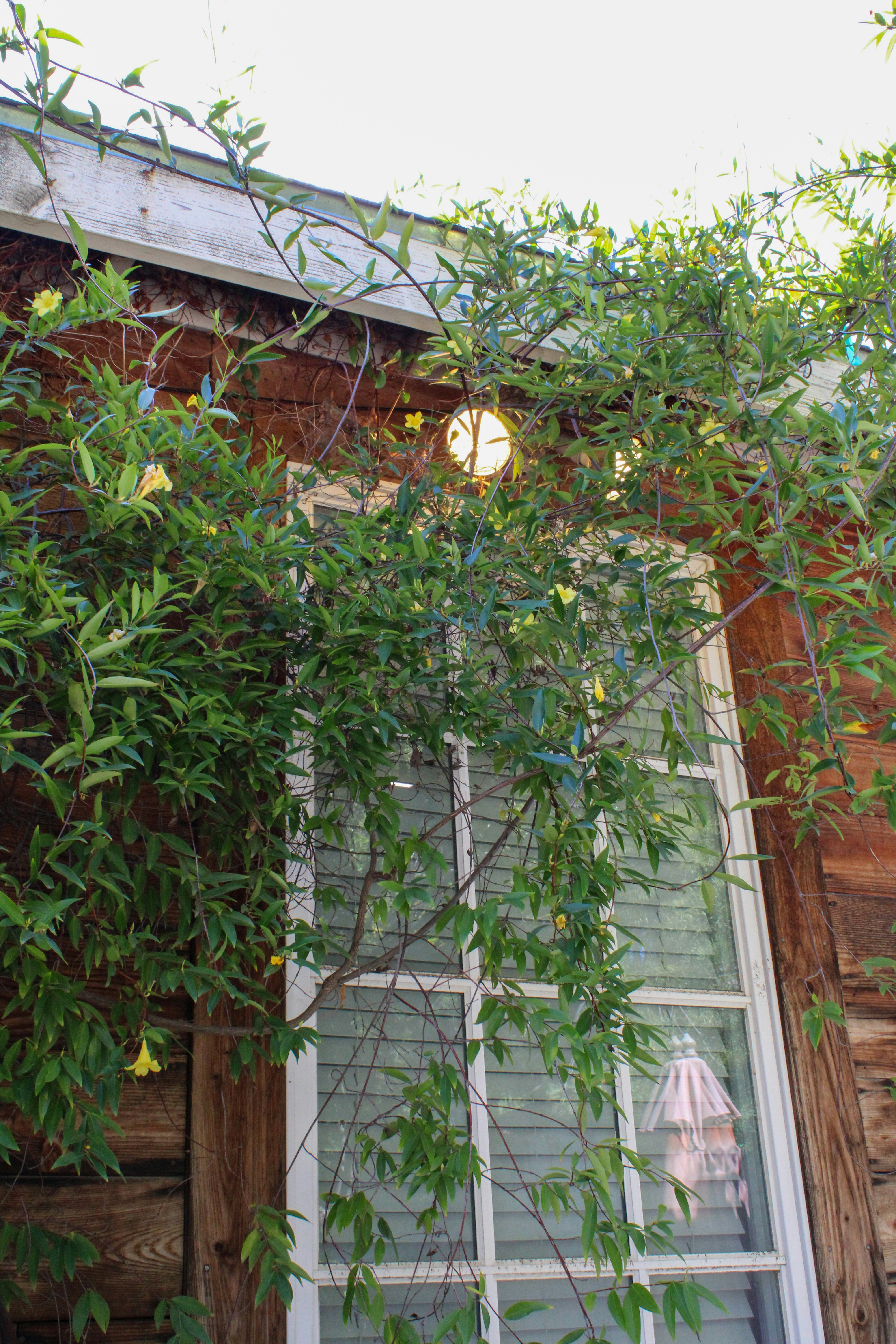 Vines Grasping a Windowsill in a Rustic Porch