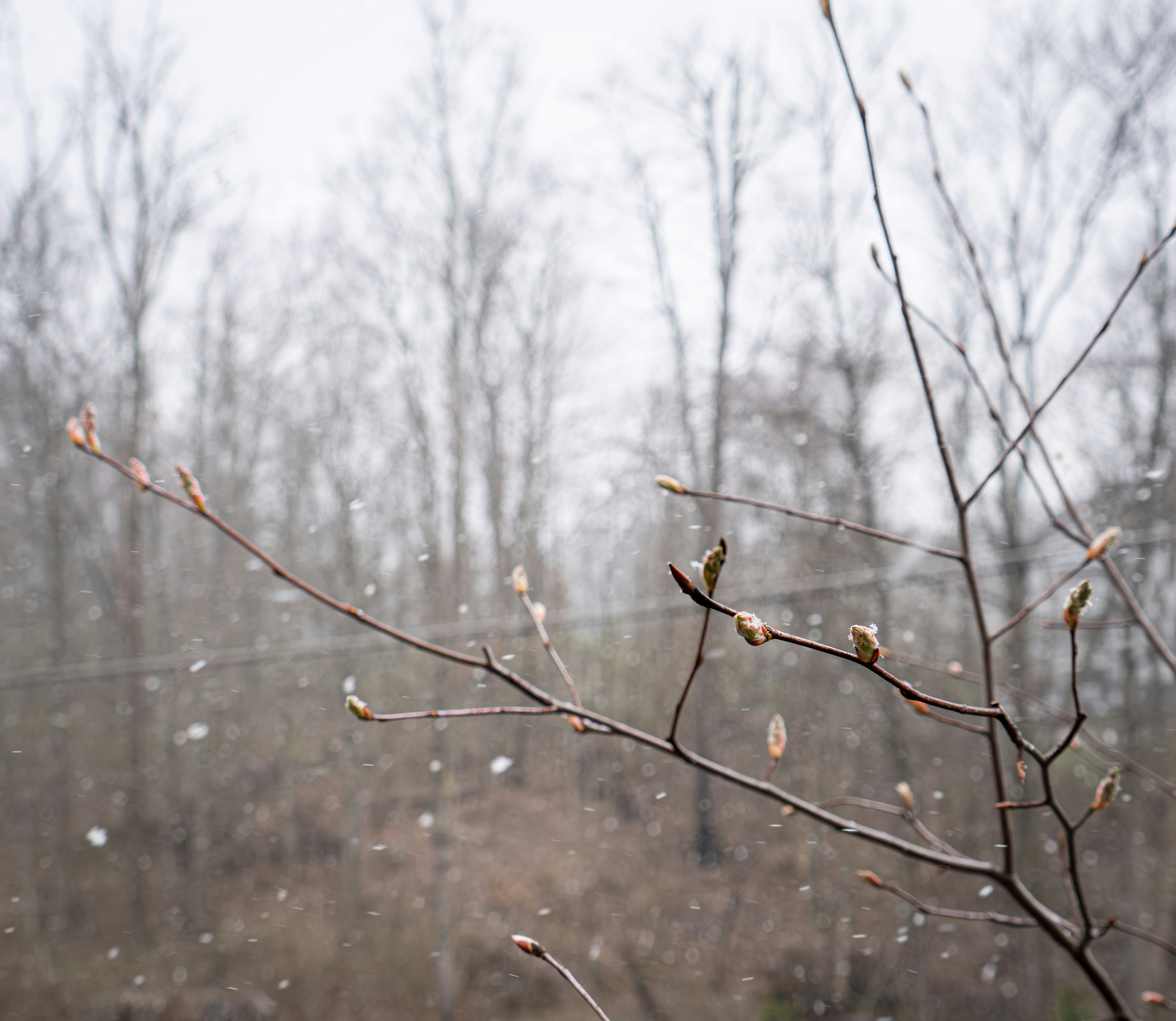 Bare Branches in a Snowy Quiet: A Window into Winter Dormancy