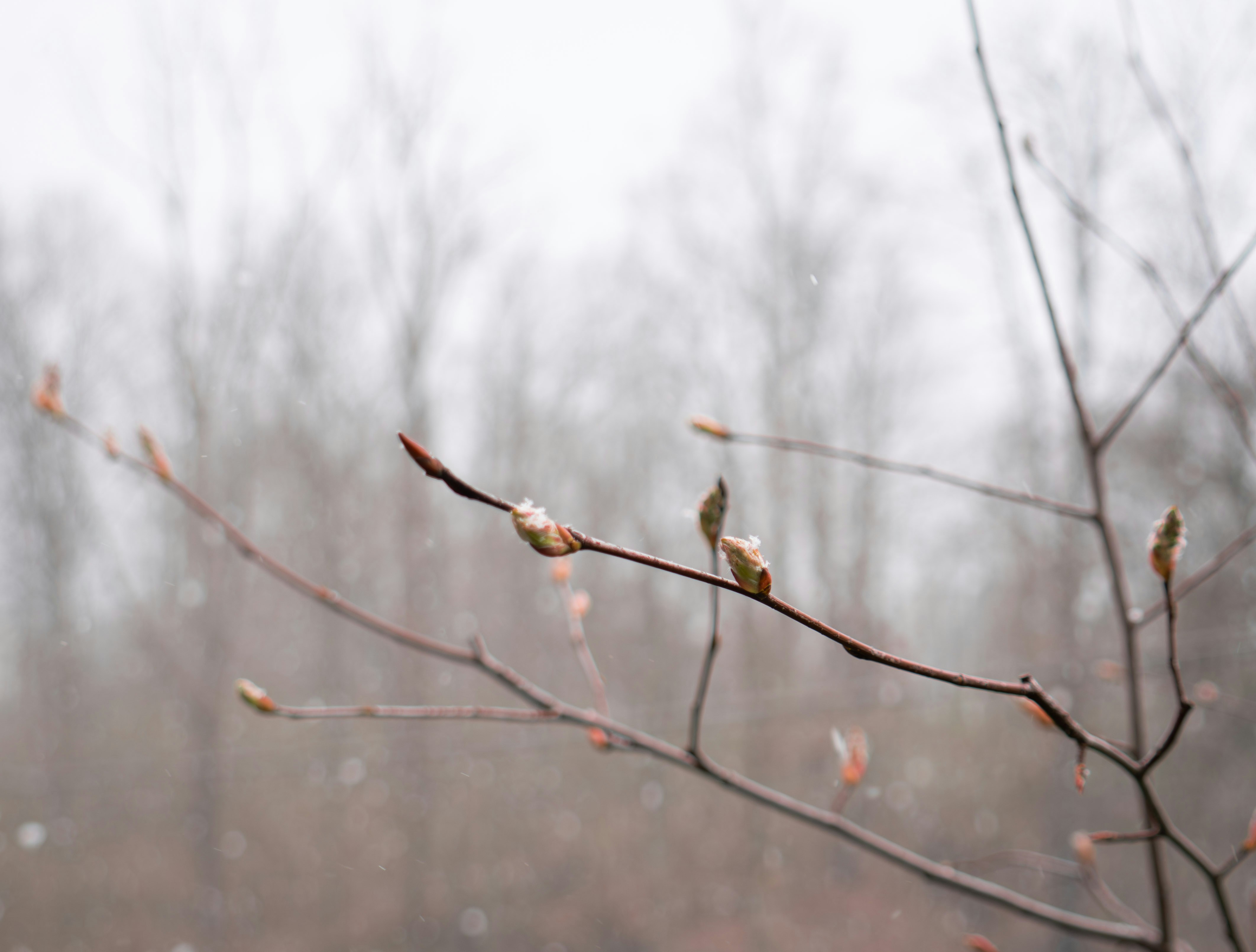 Winter Buds on a Quiet Branch: Subtle Life in Frost