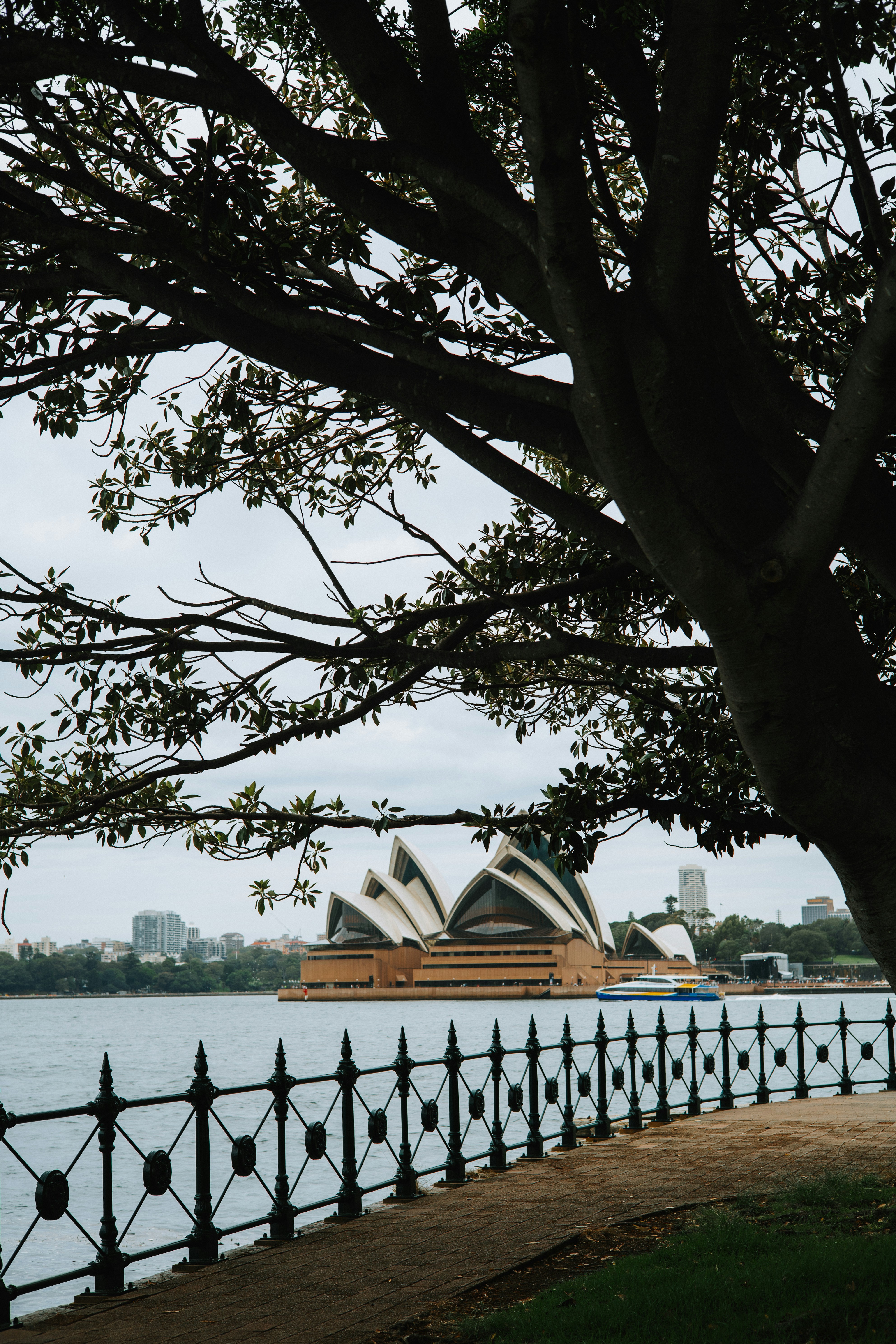 Sydney Serenade: Tree Framing the Opera House by the Waterfront
