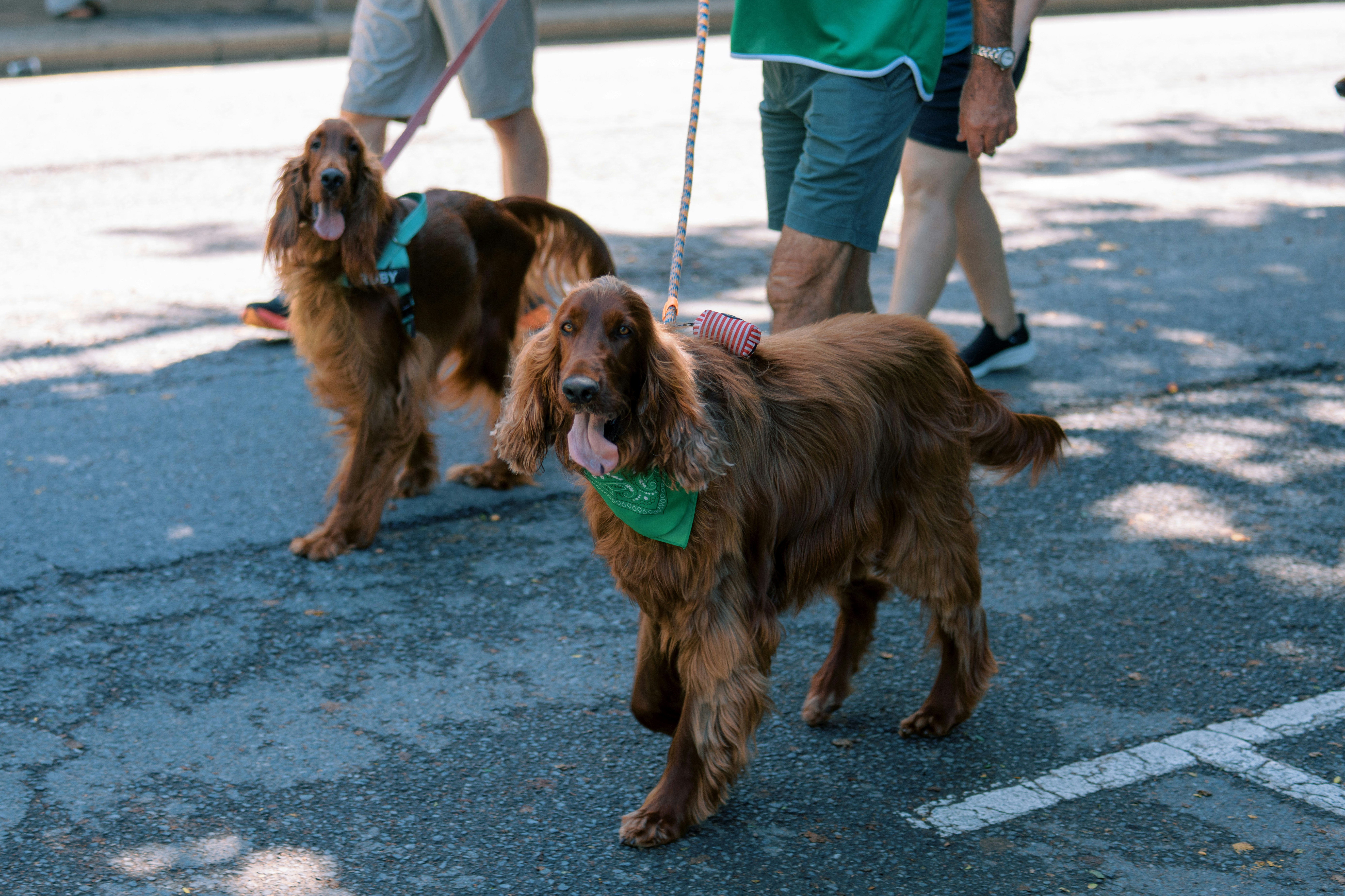 Two brownized Spaniels on a sun-dappled street