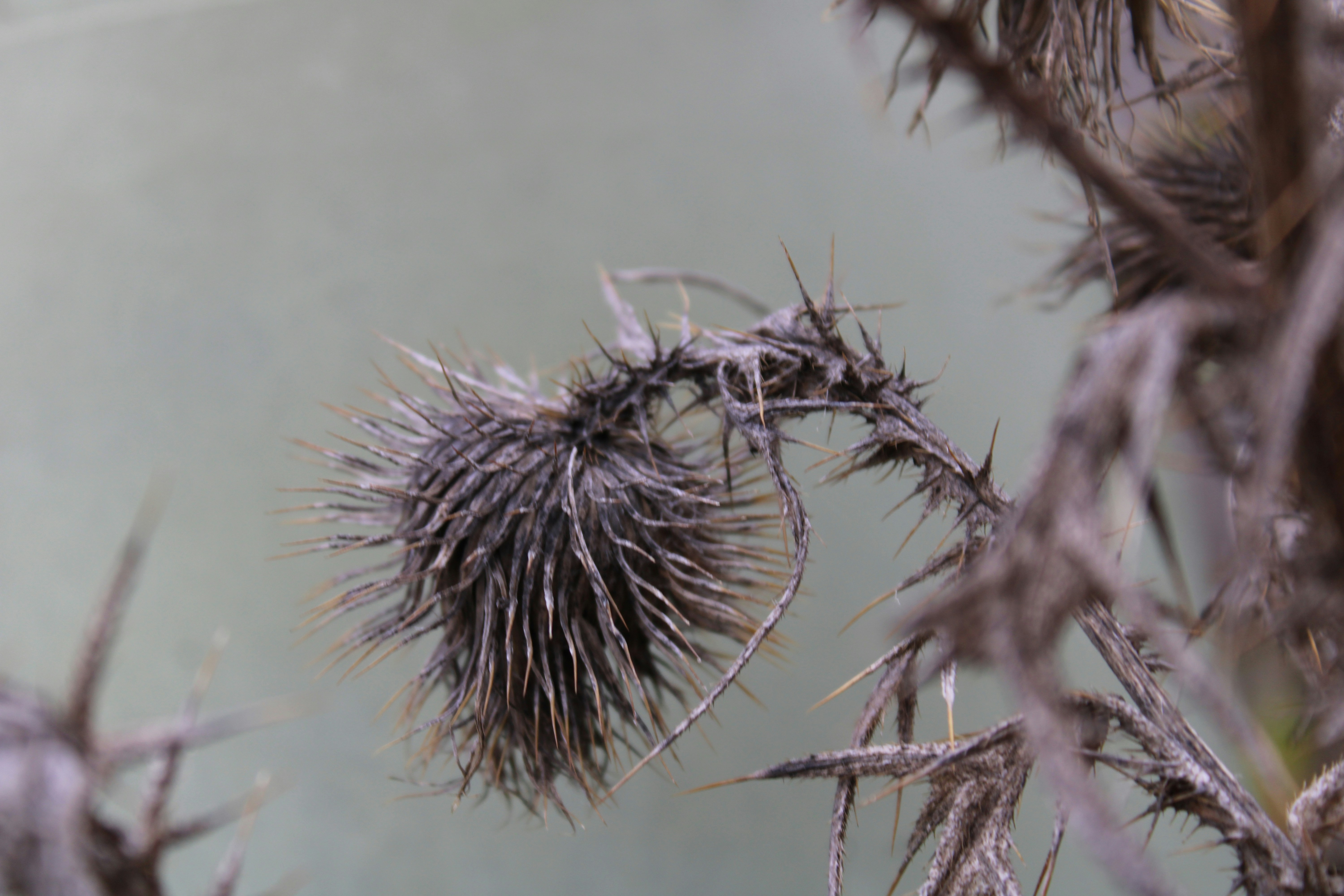Lonely Seed Pod on Spiny Branches