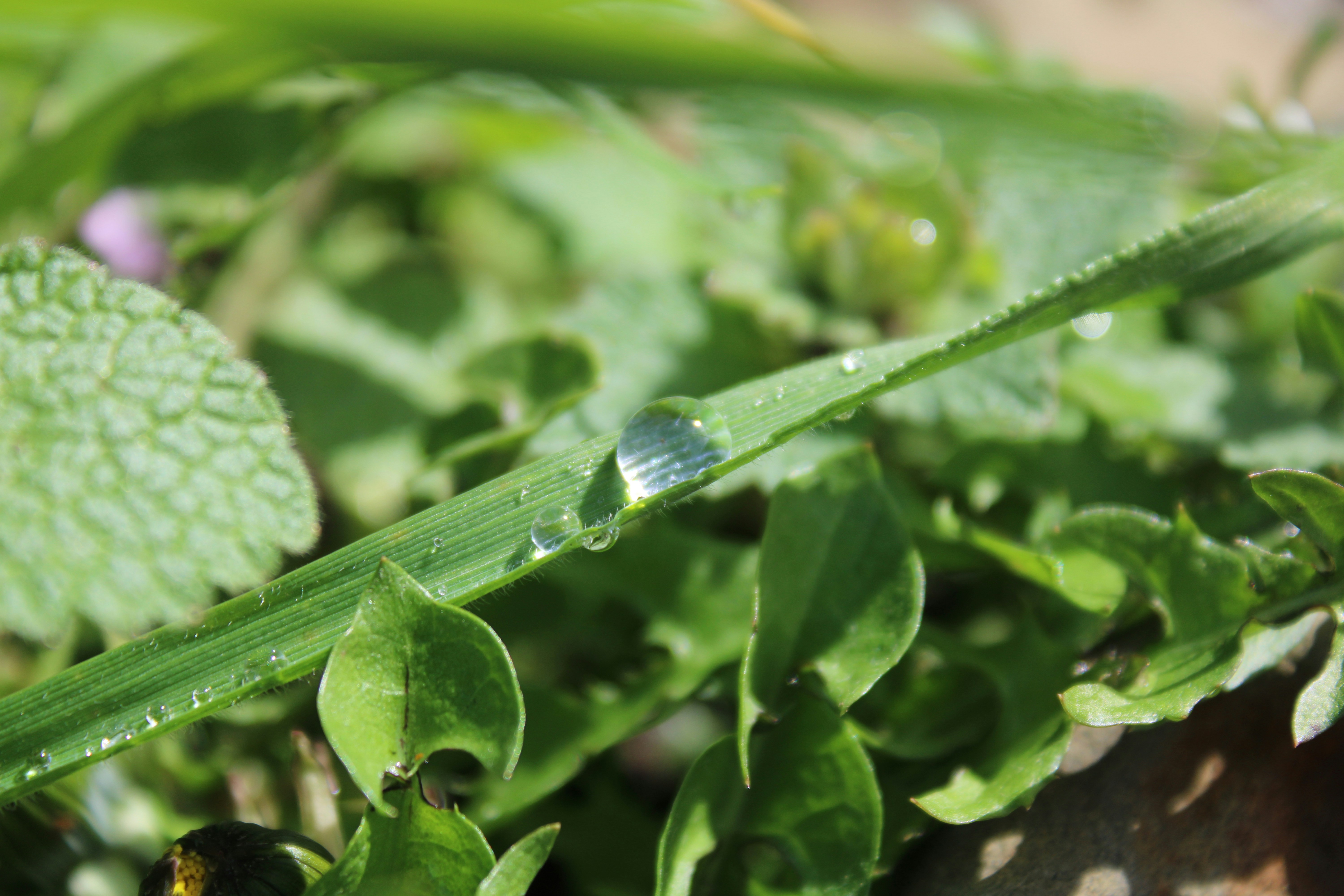 Dew-kissed blade: a micro-world of green and gloss