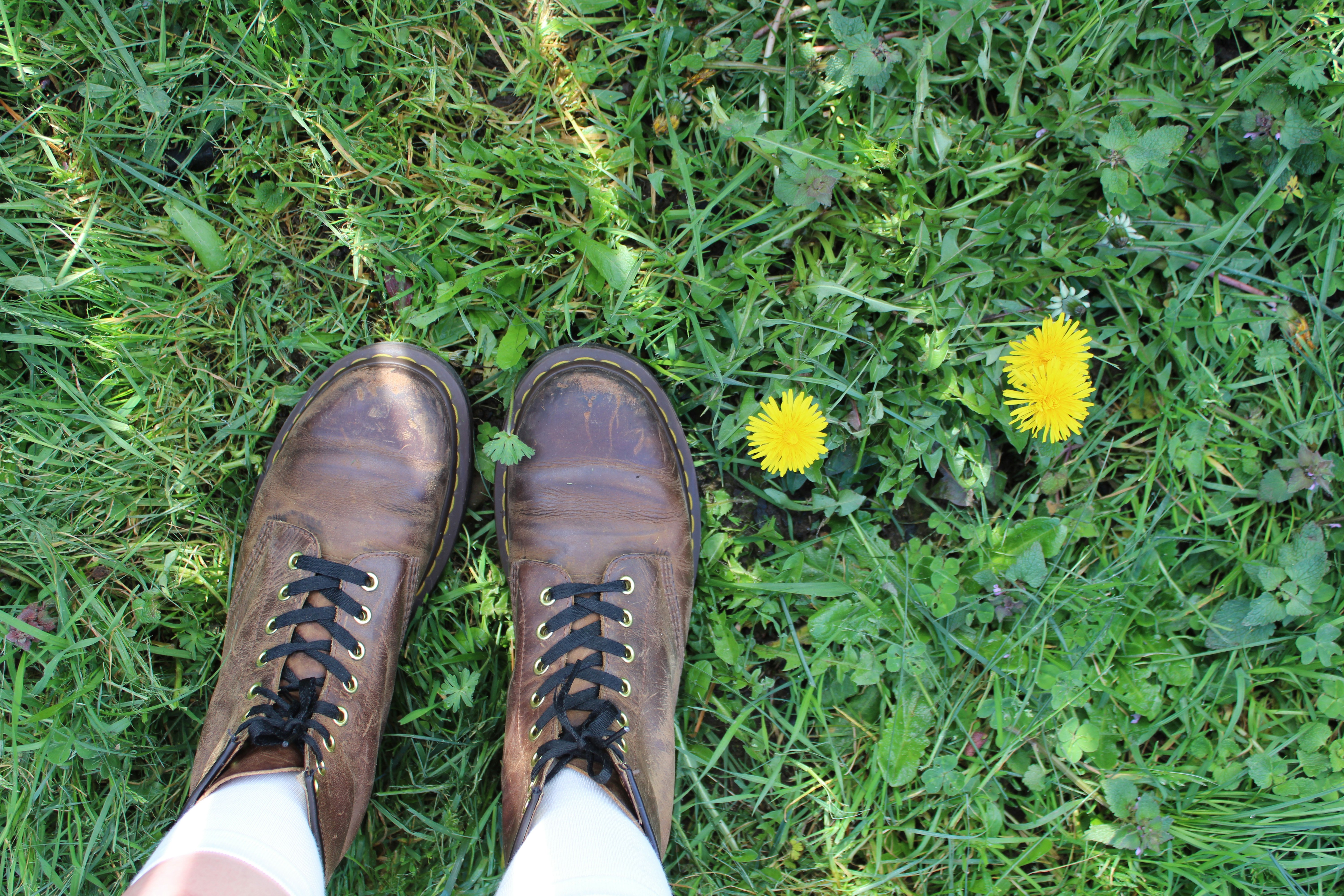 Leather Boots on Grass with Dandelions
