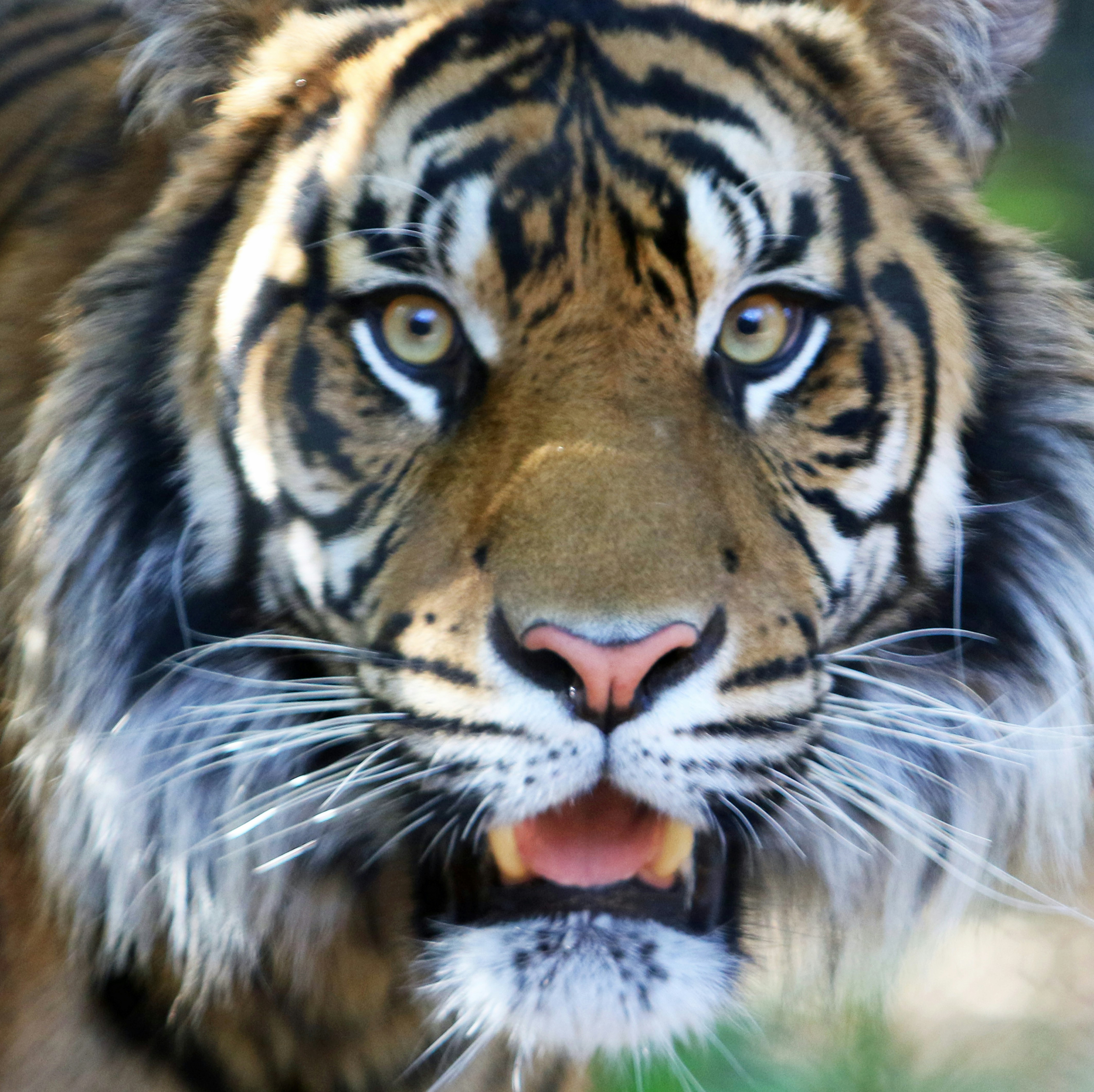 Direct Gaze: Tiger's Focus in a Close-Up Moment