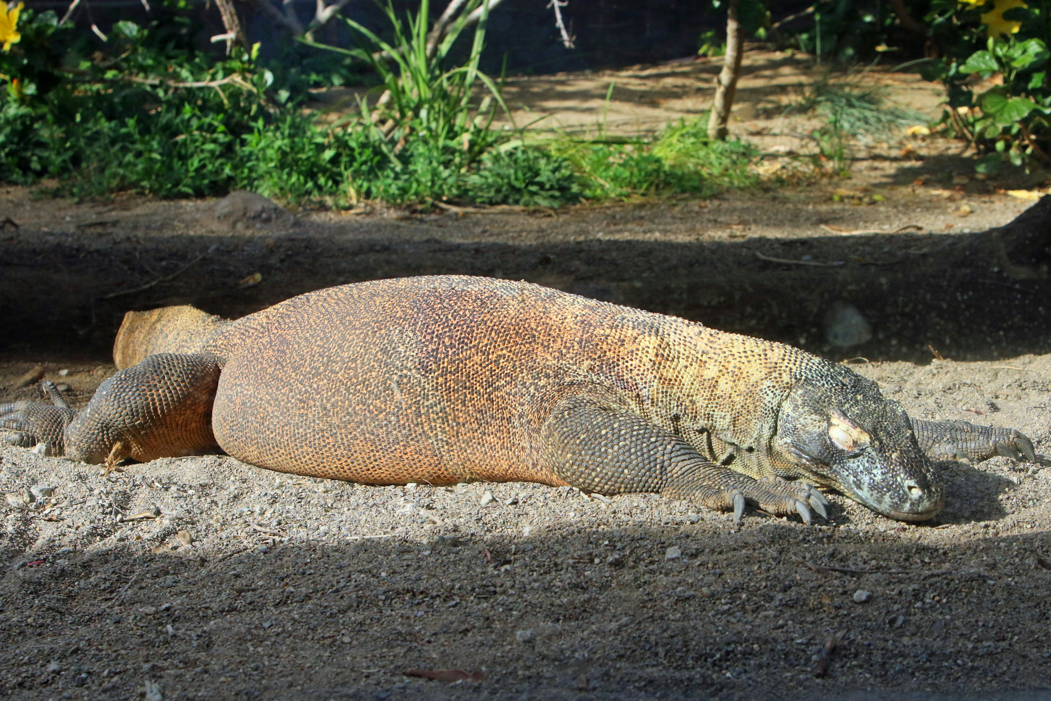 Sun-bleached Monitor Lizard Repose on Sandy Riverside Path