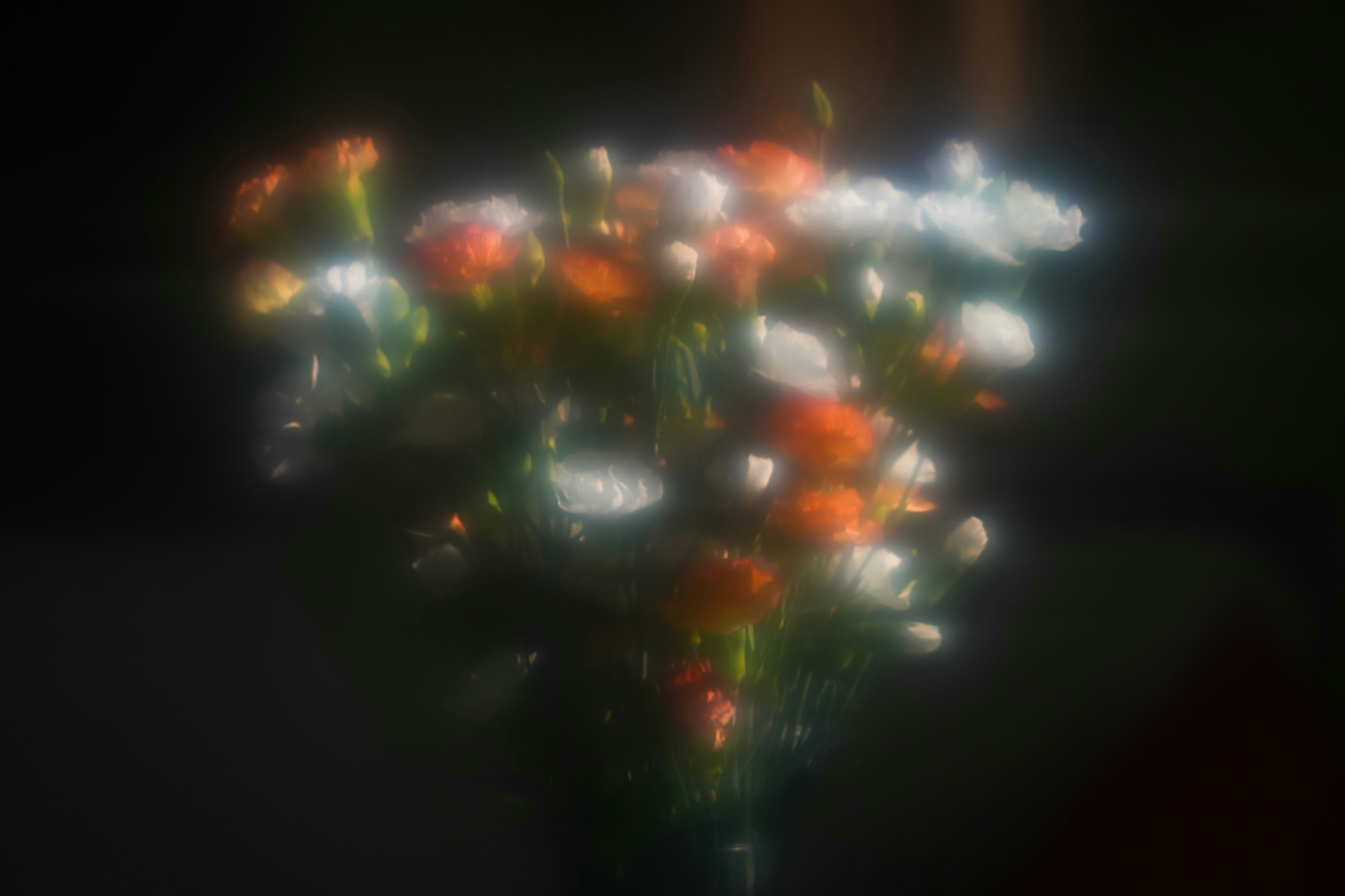 Soft Bloom in a Velvet Blur