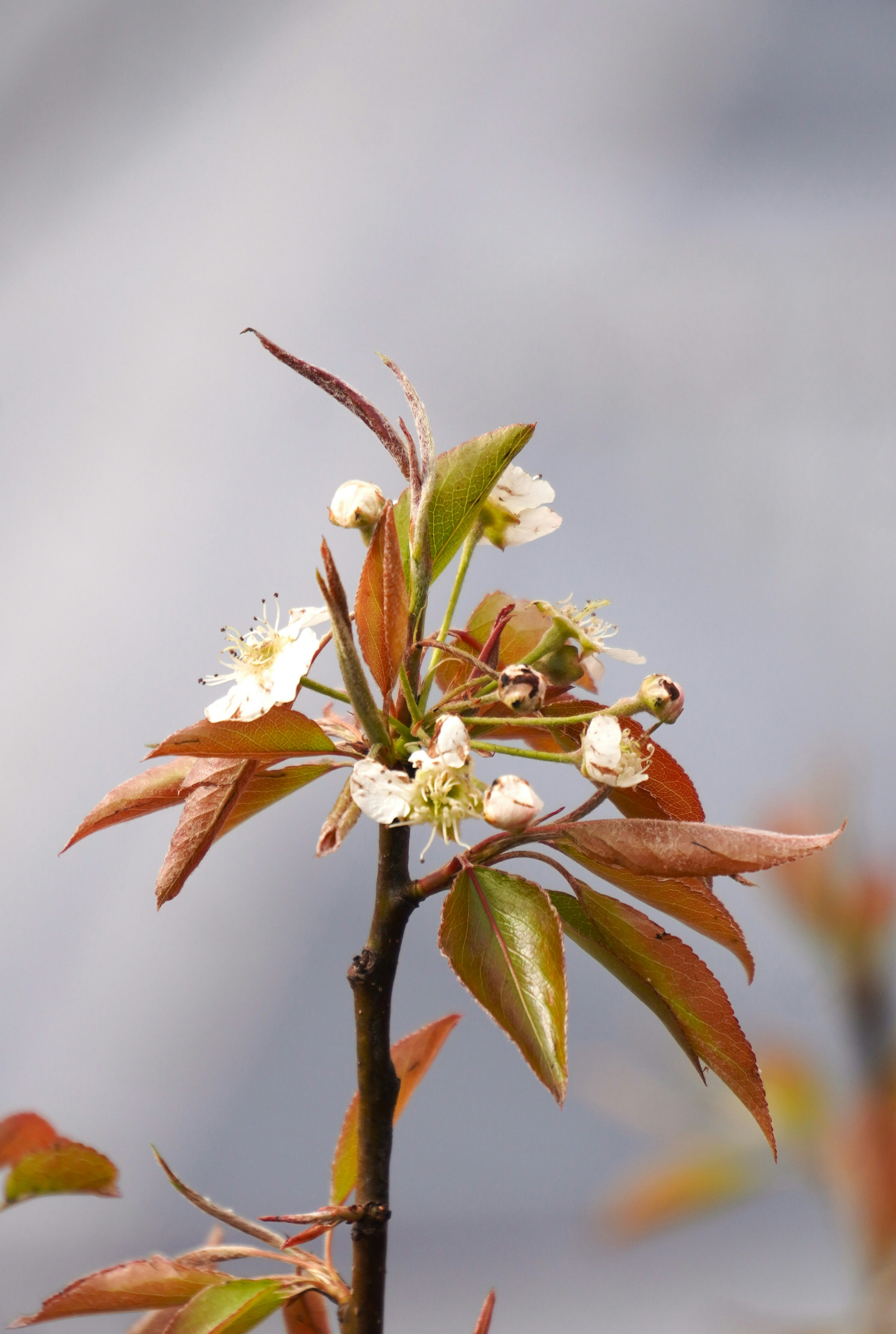 Blossom Crown Against a Misty Horizon