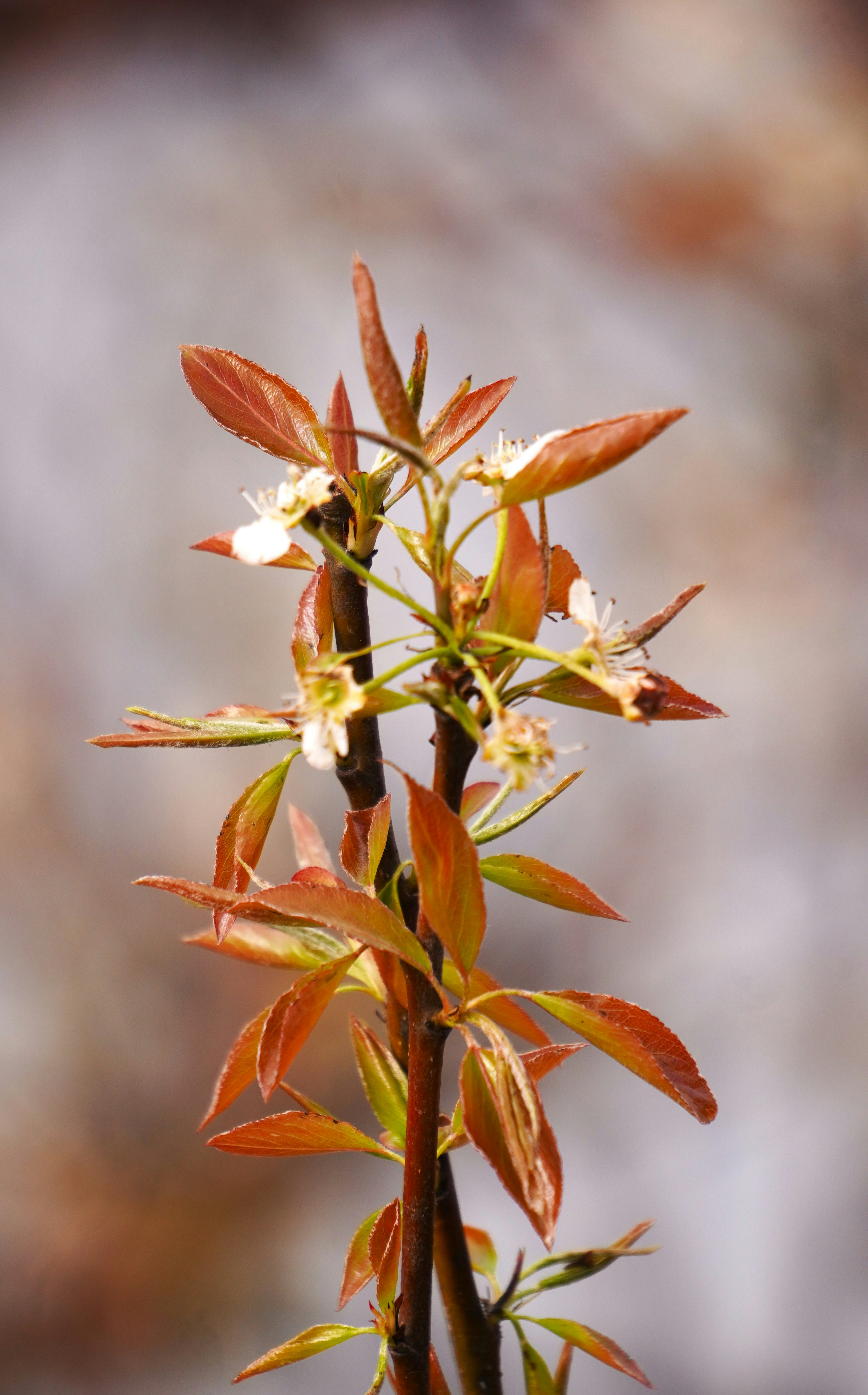 Autumnal stem: red-tinged leaves and tiny white blossoms in a slender plant