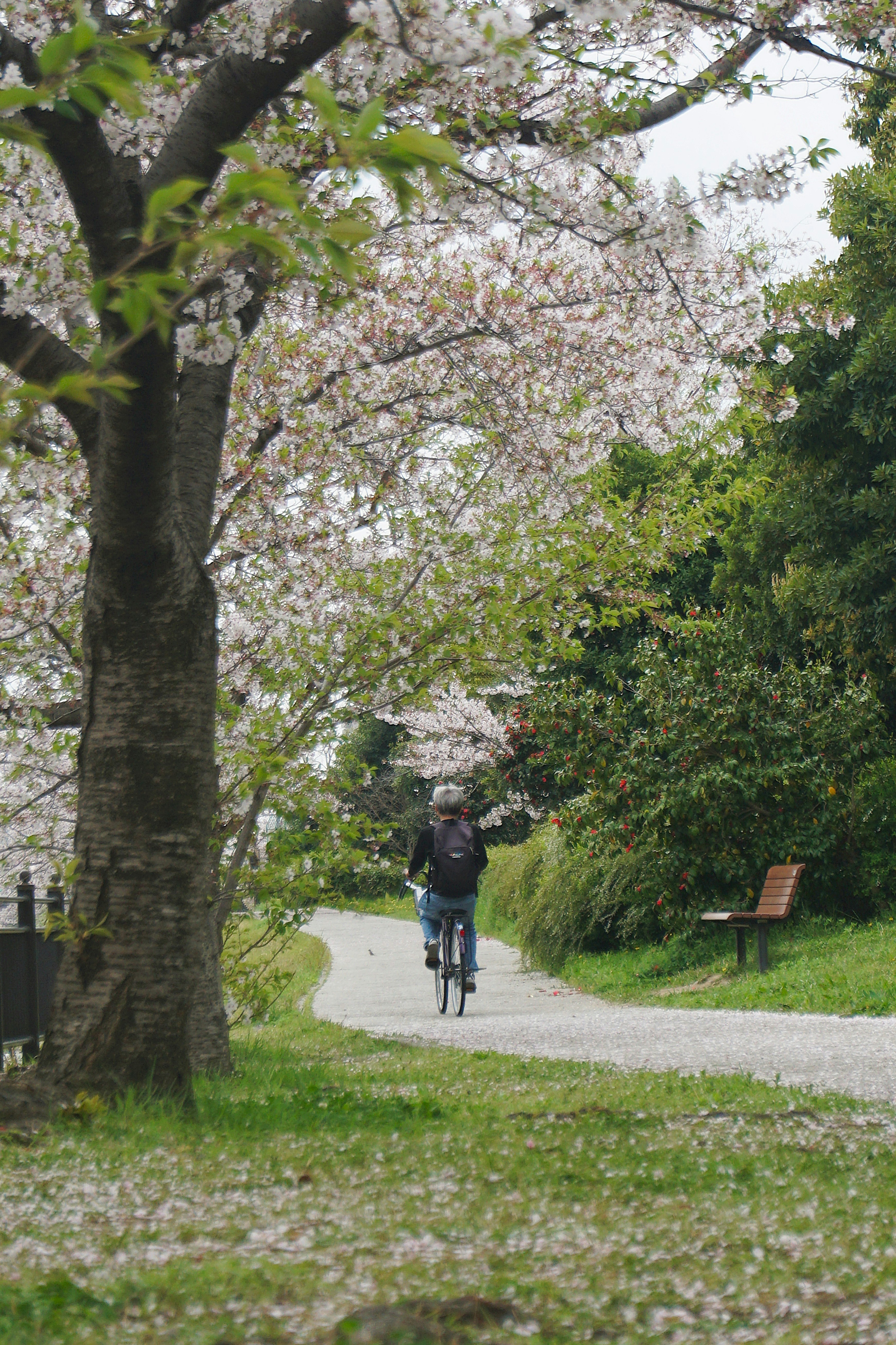 Ridge of blossoms: a lone cyclist through a cherry-lined path