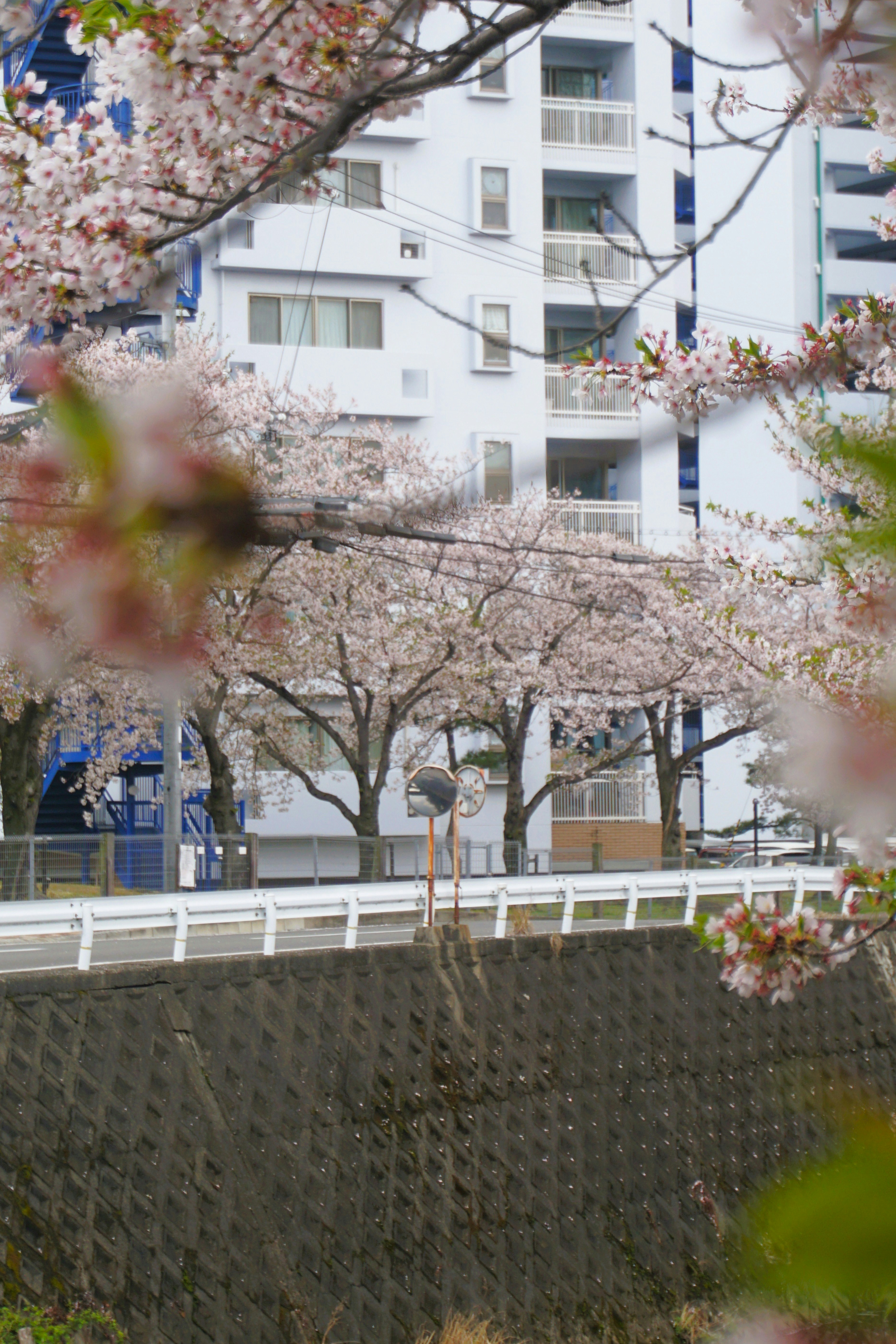 Blossoms Framing a Quiet Riverside Complex