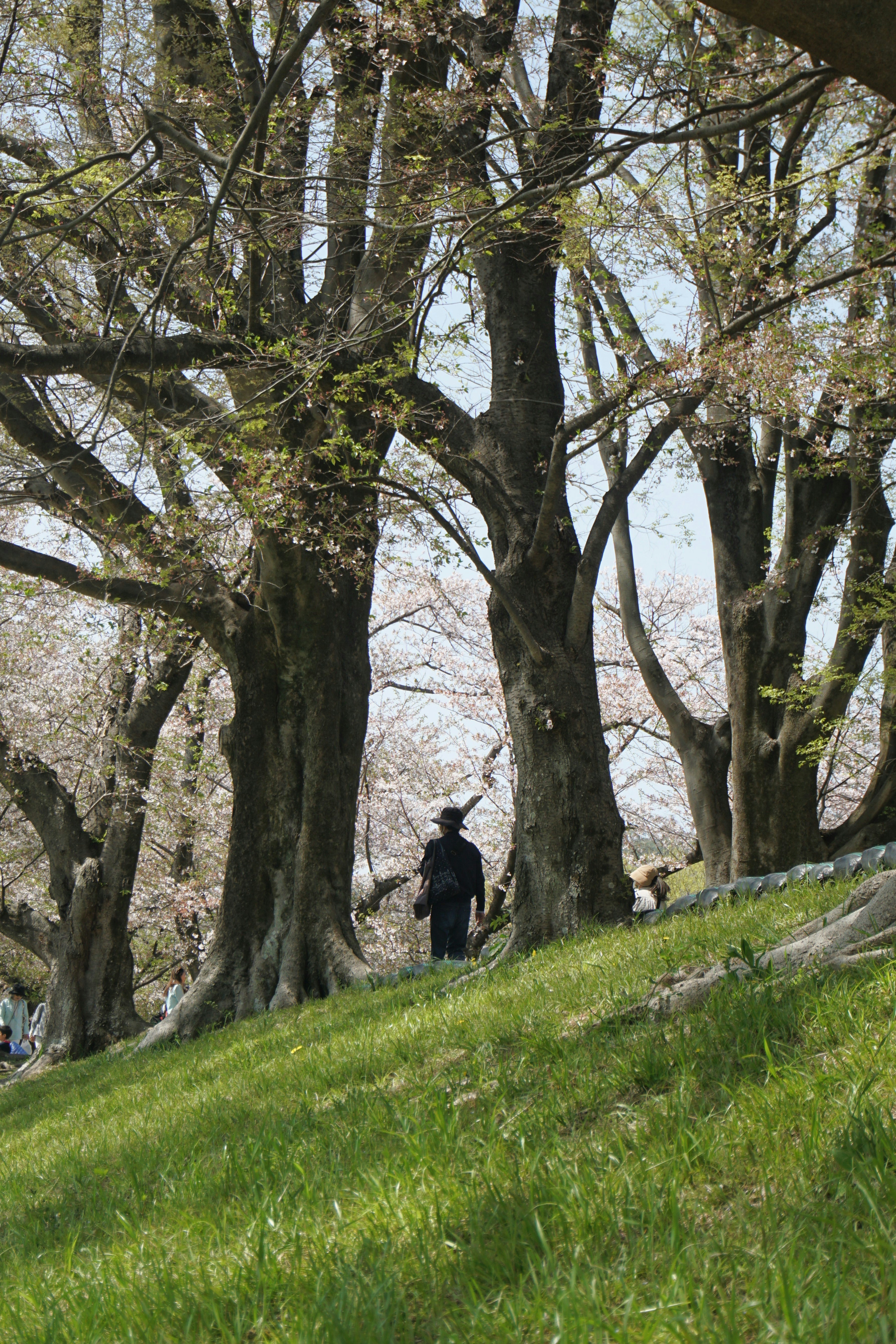 Spring Shaded Stroll Through Blossom Canopy