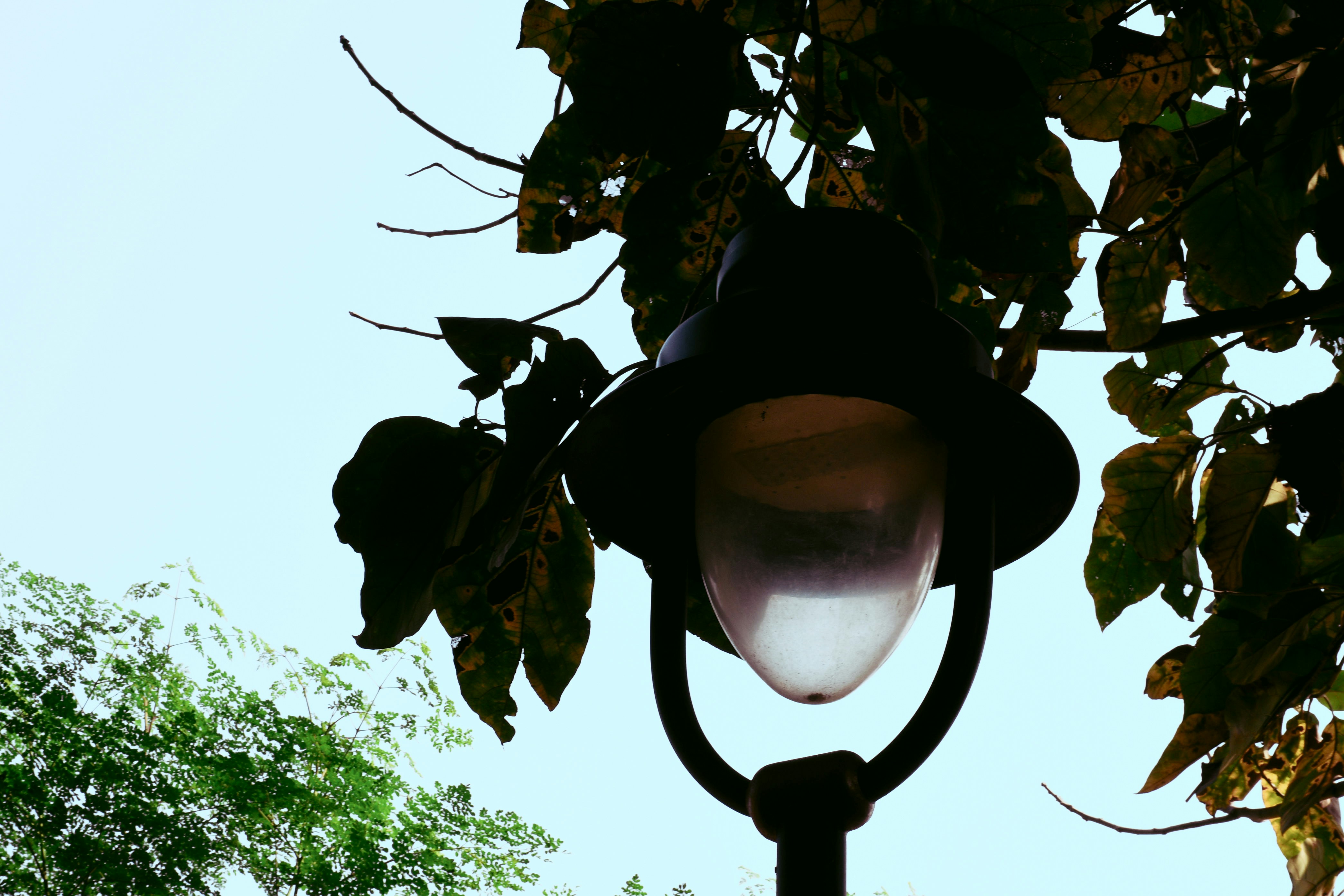 Overhead Lantern in Dappled Sunlight