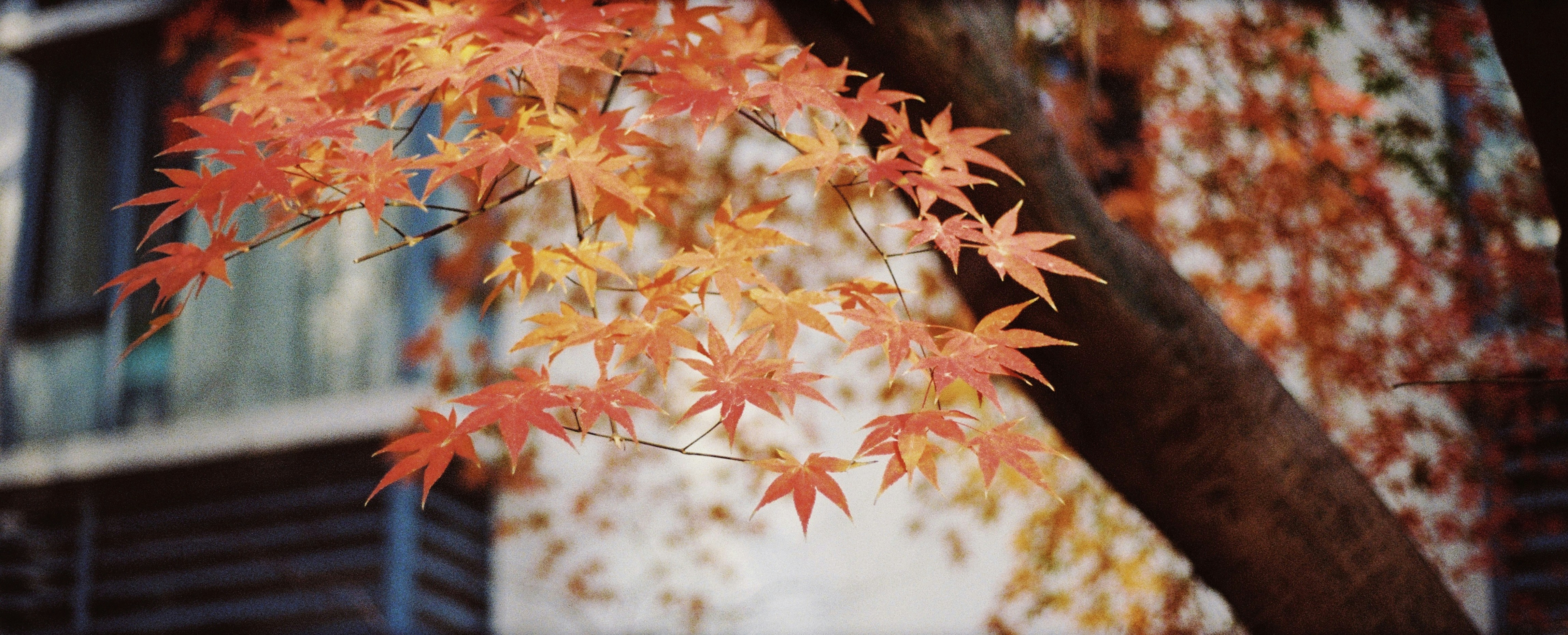 Autumn Maple Cascade: Scarlet Leaves Framing a Carved Tree