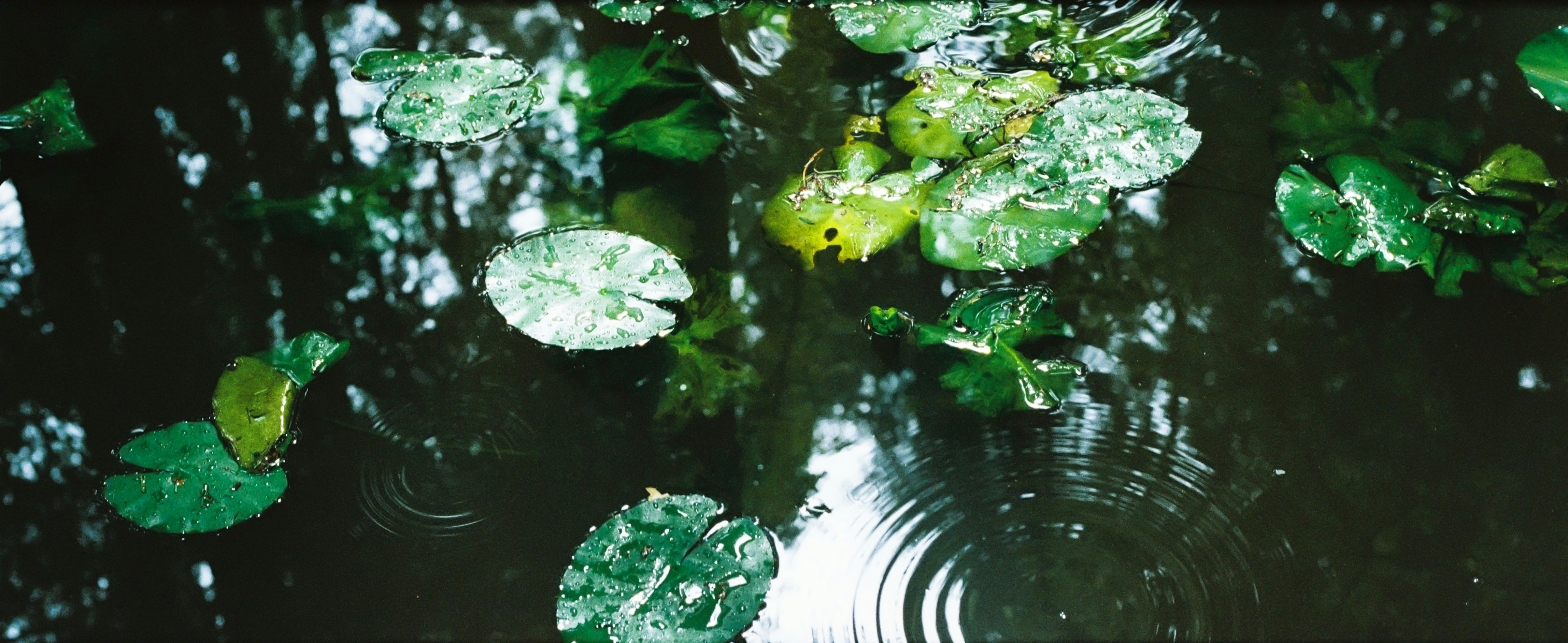Floating Green Echoes: Lily Pads Rest on Quiet Ripples