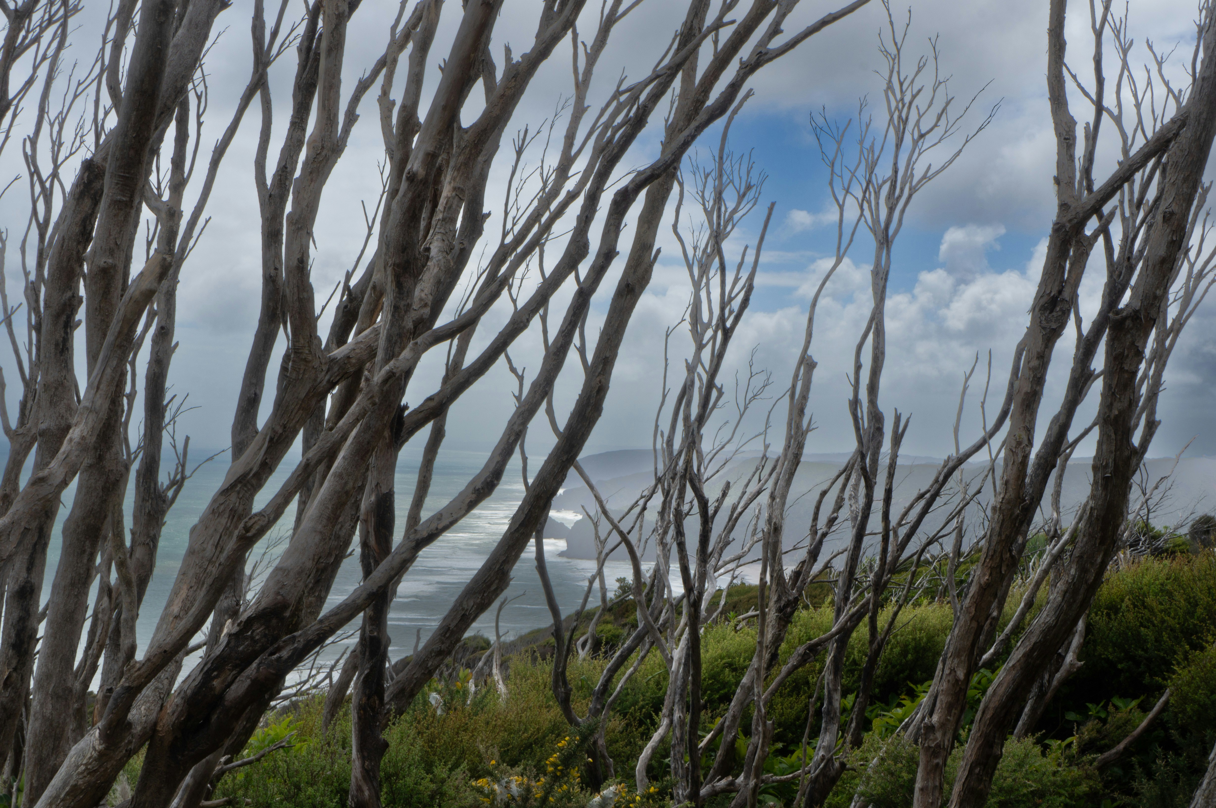 Wind-Sculpted Inlet: Bare Branches Framing Sea Cliff