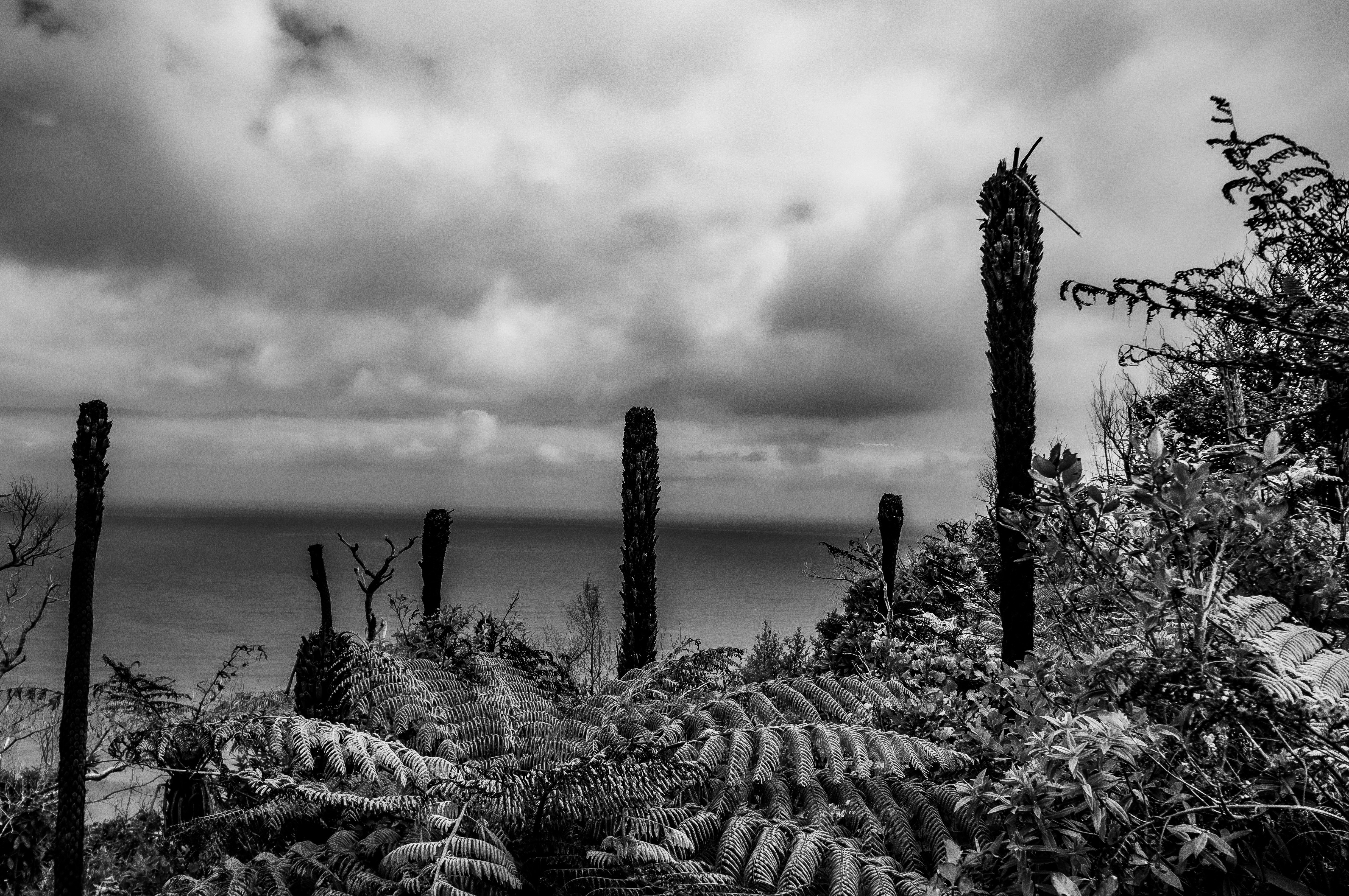Storm-Whipped Ferns by the Sea