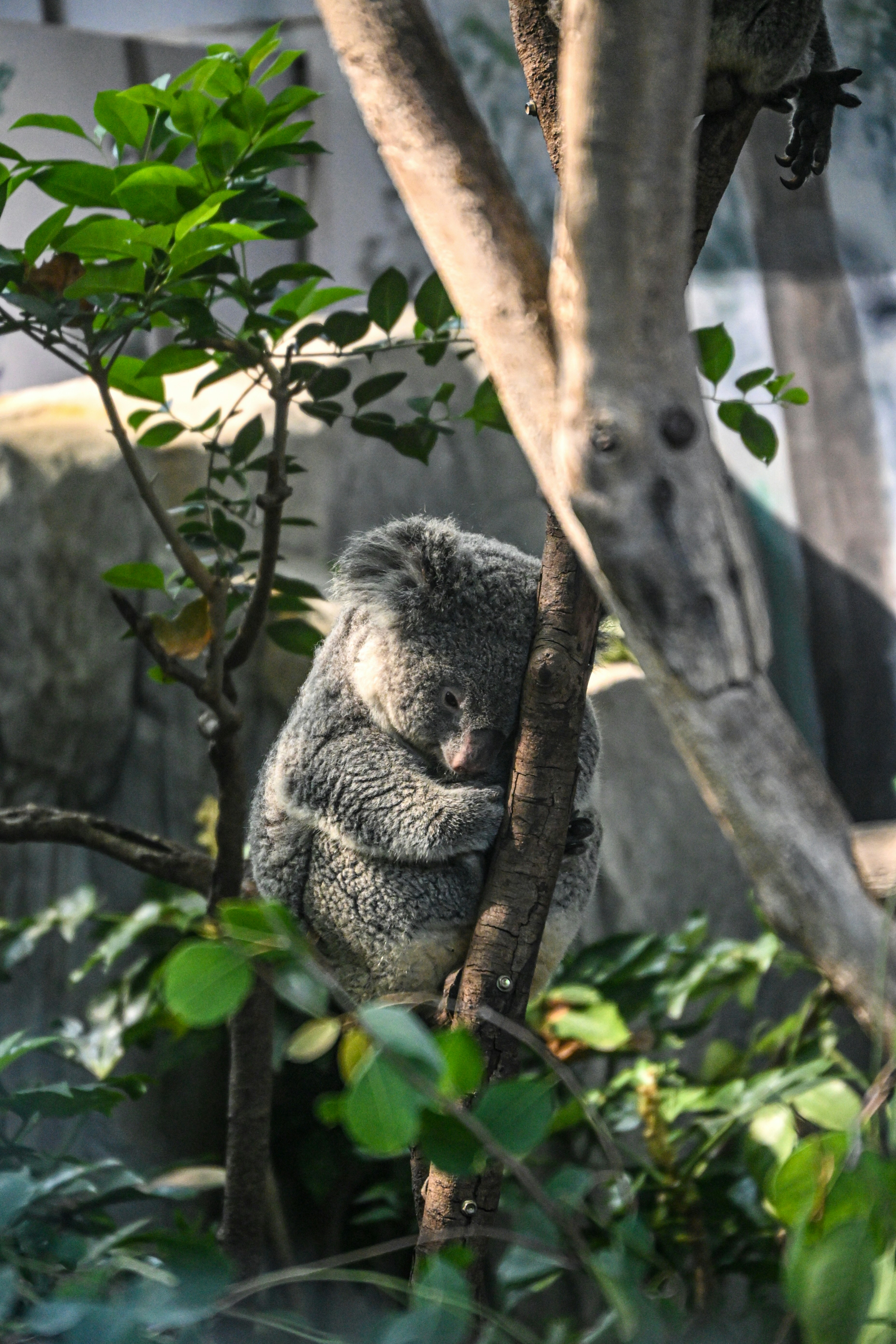 Nap in the Leaves: a Koala's Quiet siesta among the branches