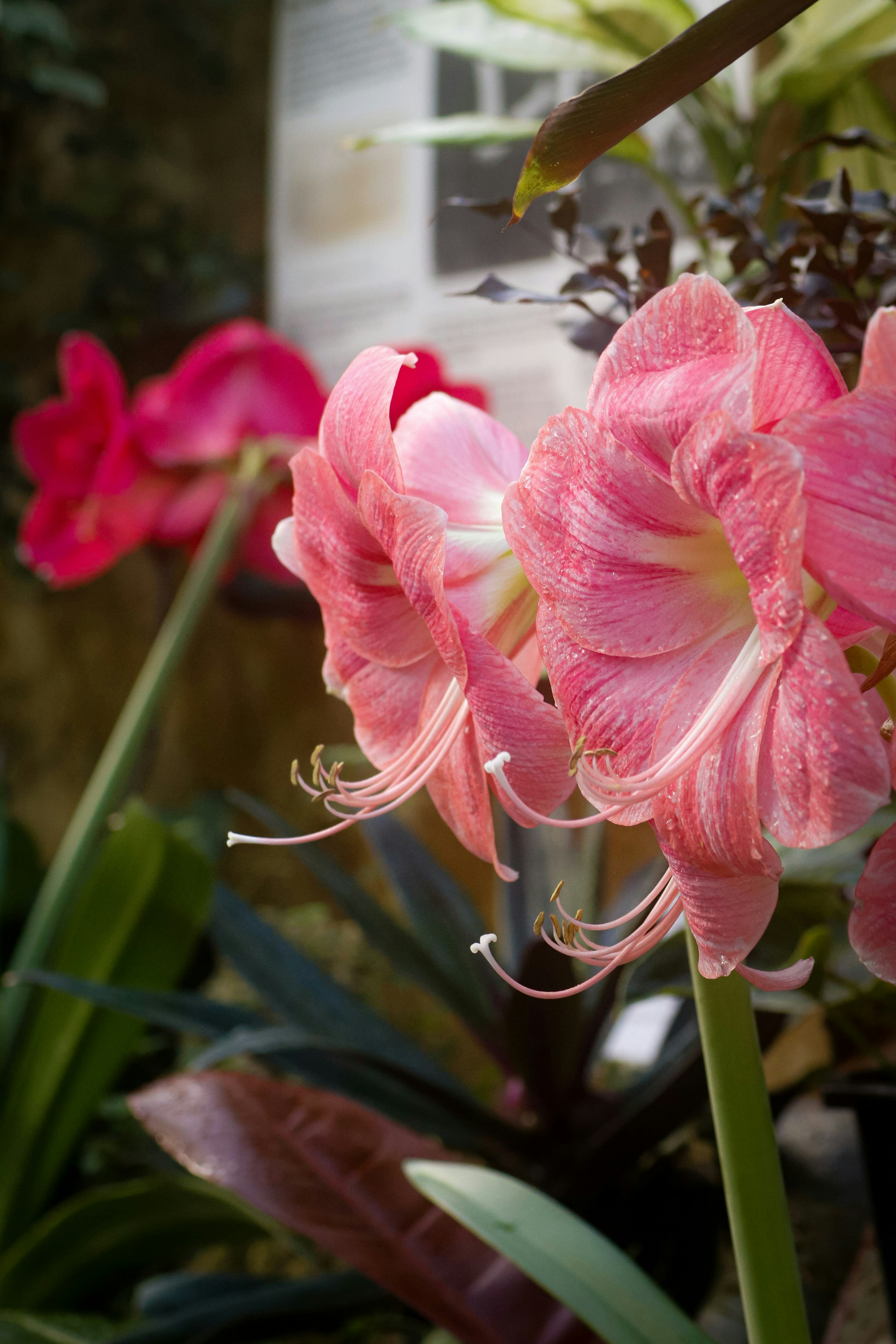 Pink Amaryllis in Focus: Curves and Color in a Garden Portrait