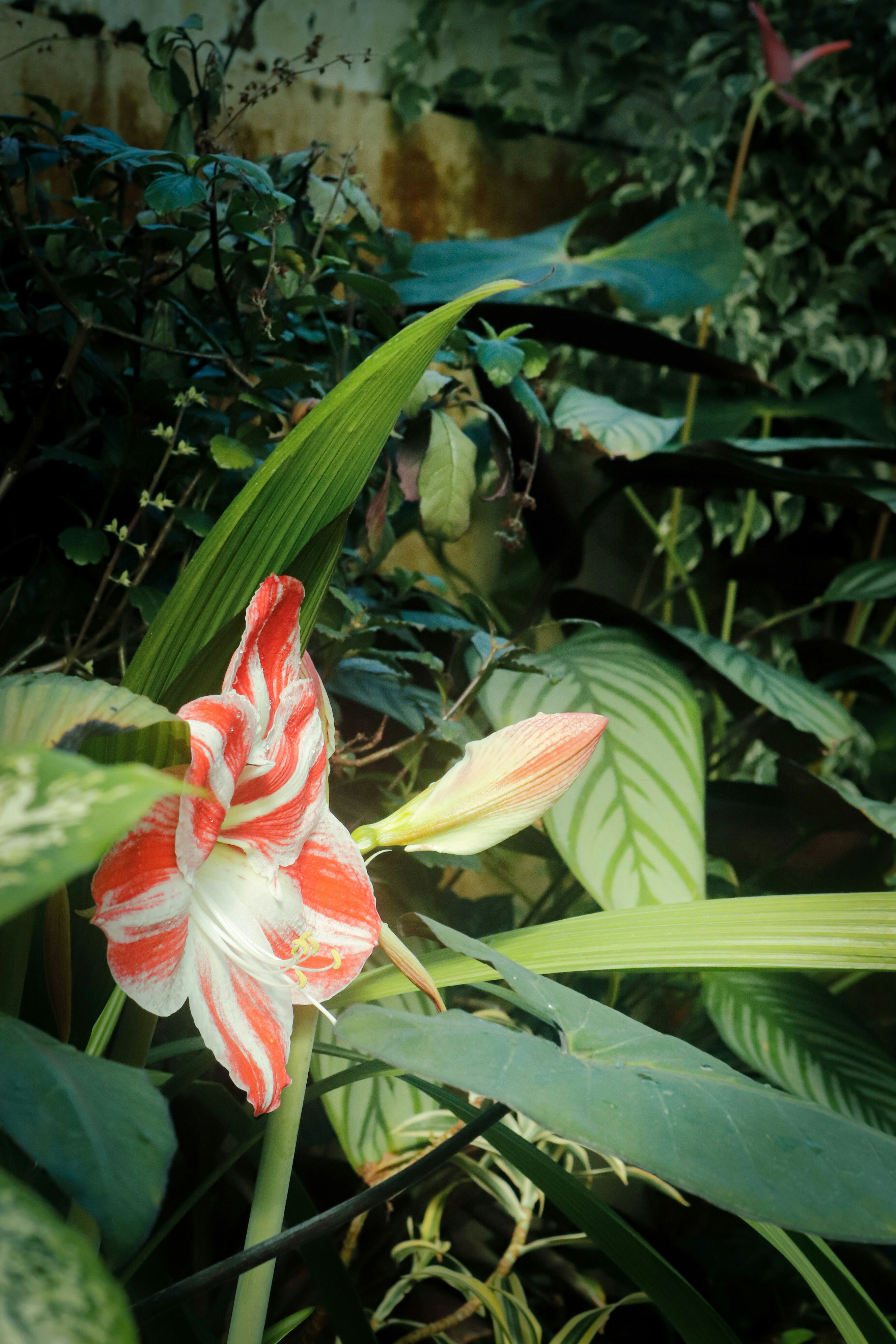 Red-and-white amaryllis amid tropical foliage