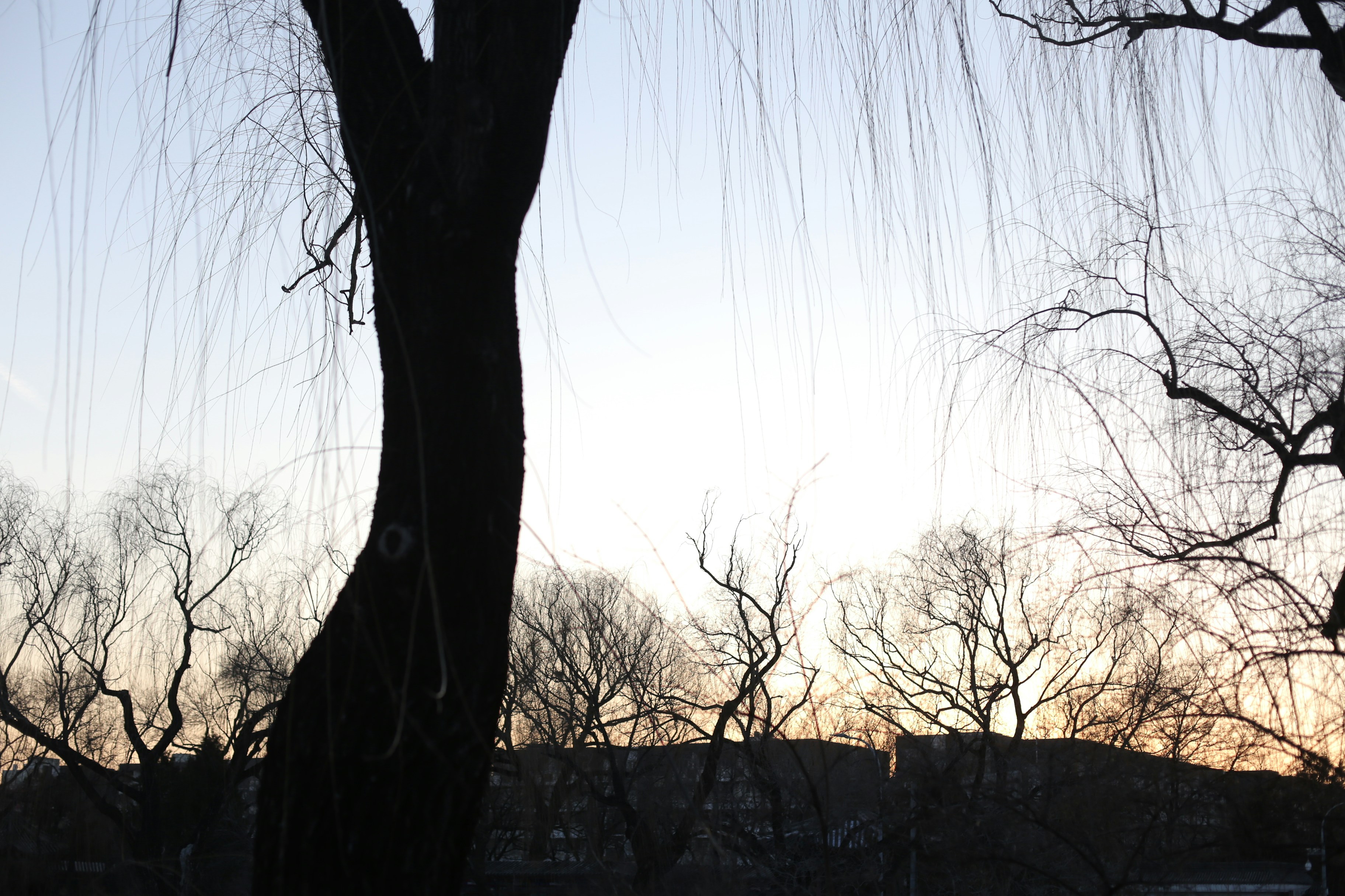 Silhouette at Dusk: A Treeline Framed by Sunset