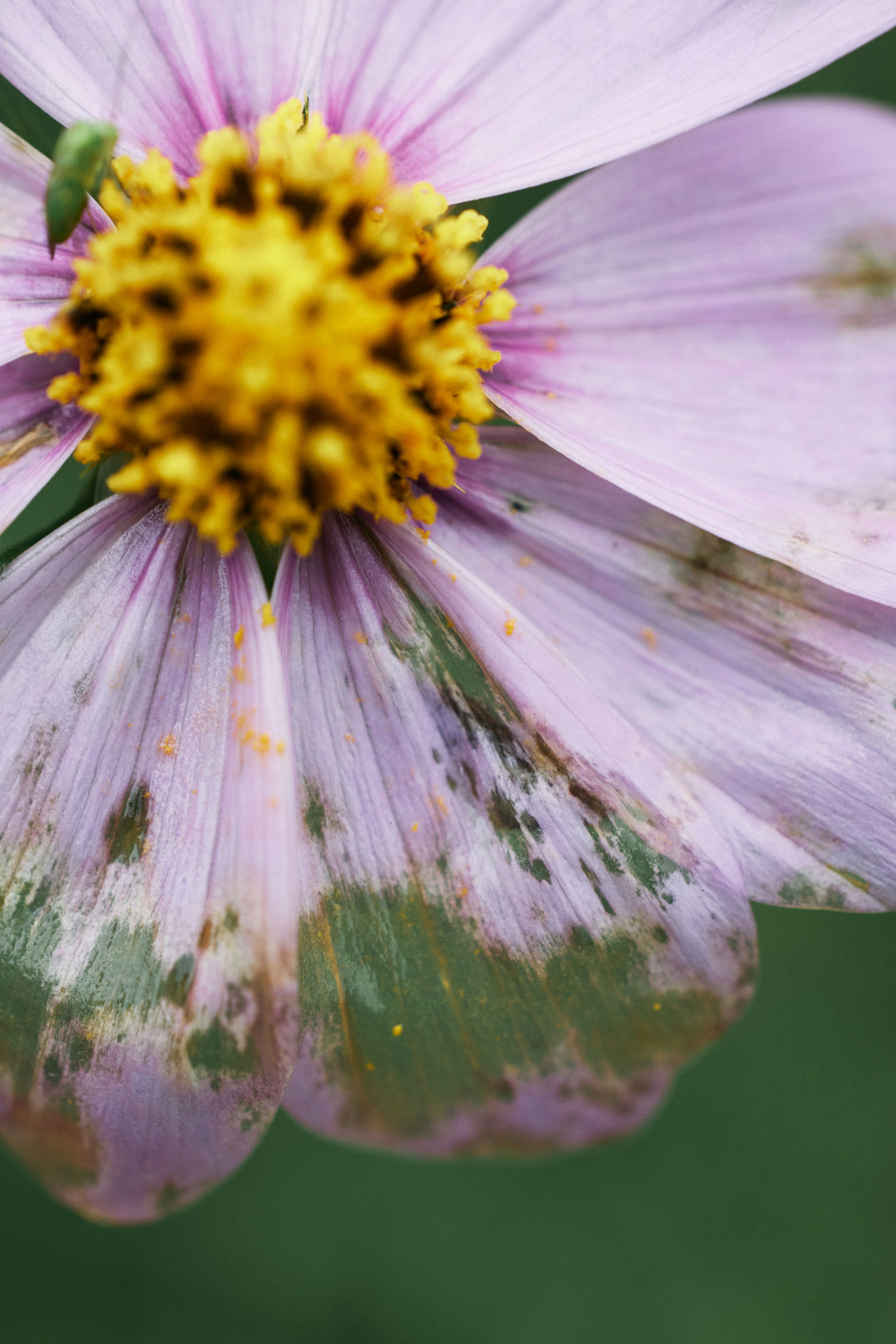 Lavender Bloom: Close-Up on the Yellow Center of a Petal-Laced Cosmos