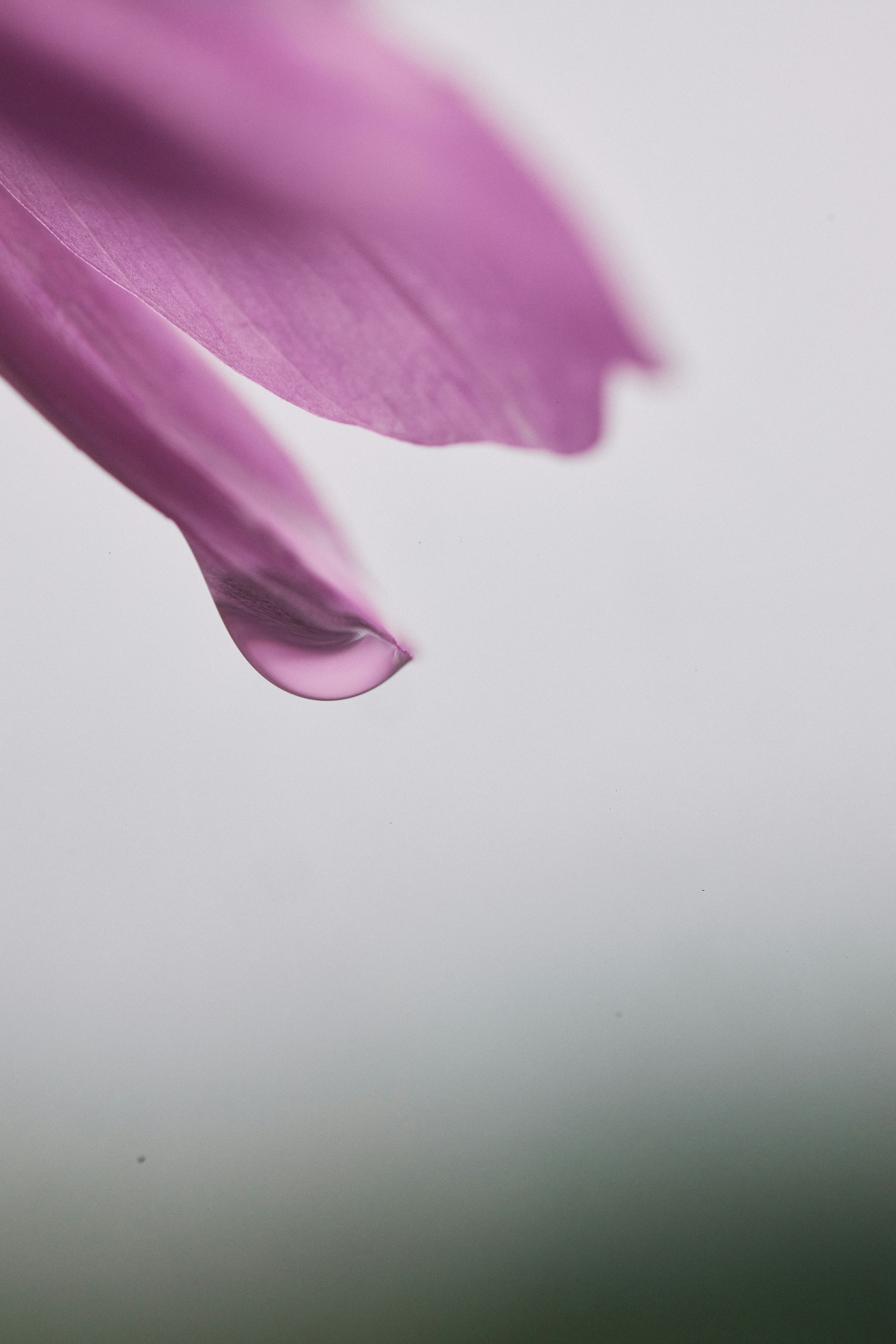 Petal Bend: A Single Violet Tear at the Edge of Light