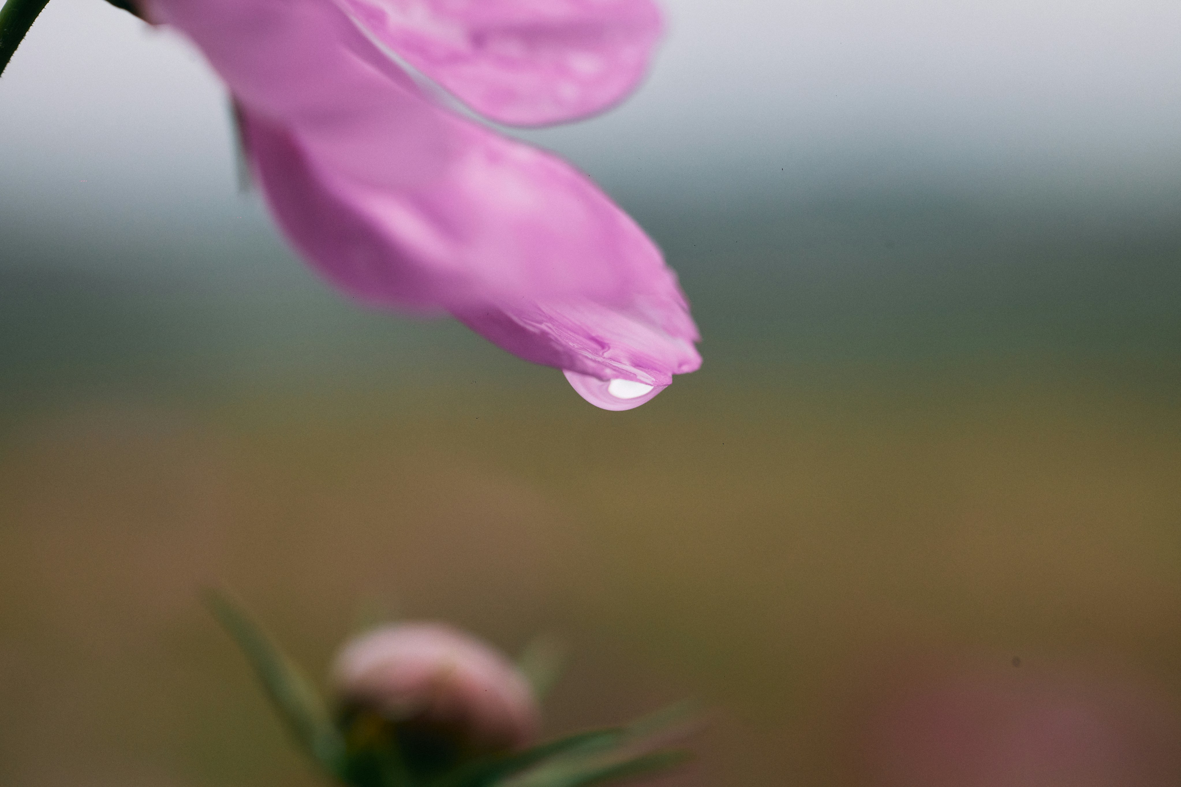 Droplet at the Petal’s Edge