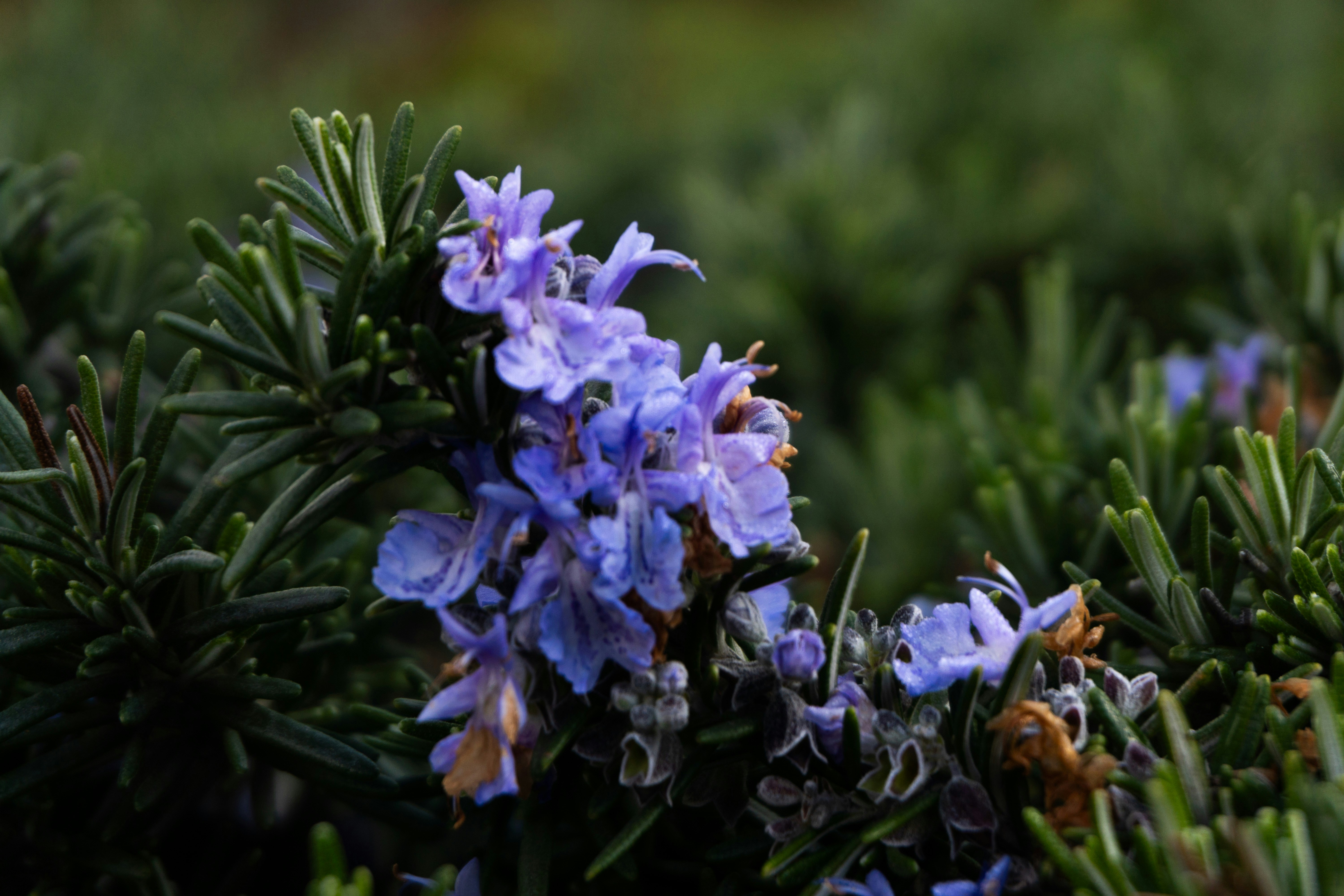 Lavender Bloom: A Close-Up on Wild Rosette in Dusky Foliage