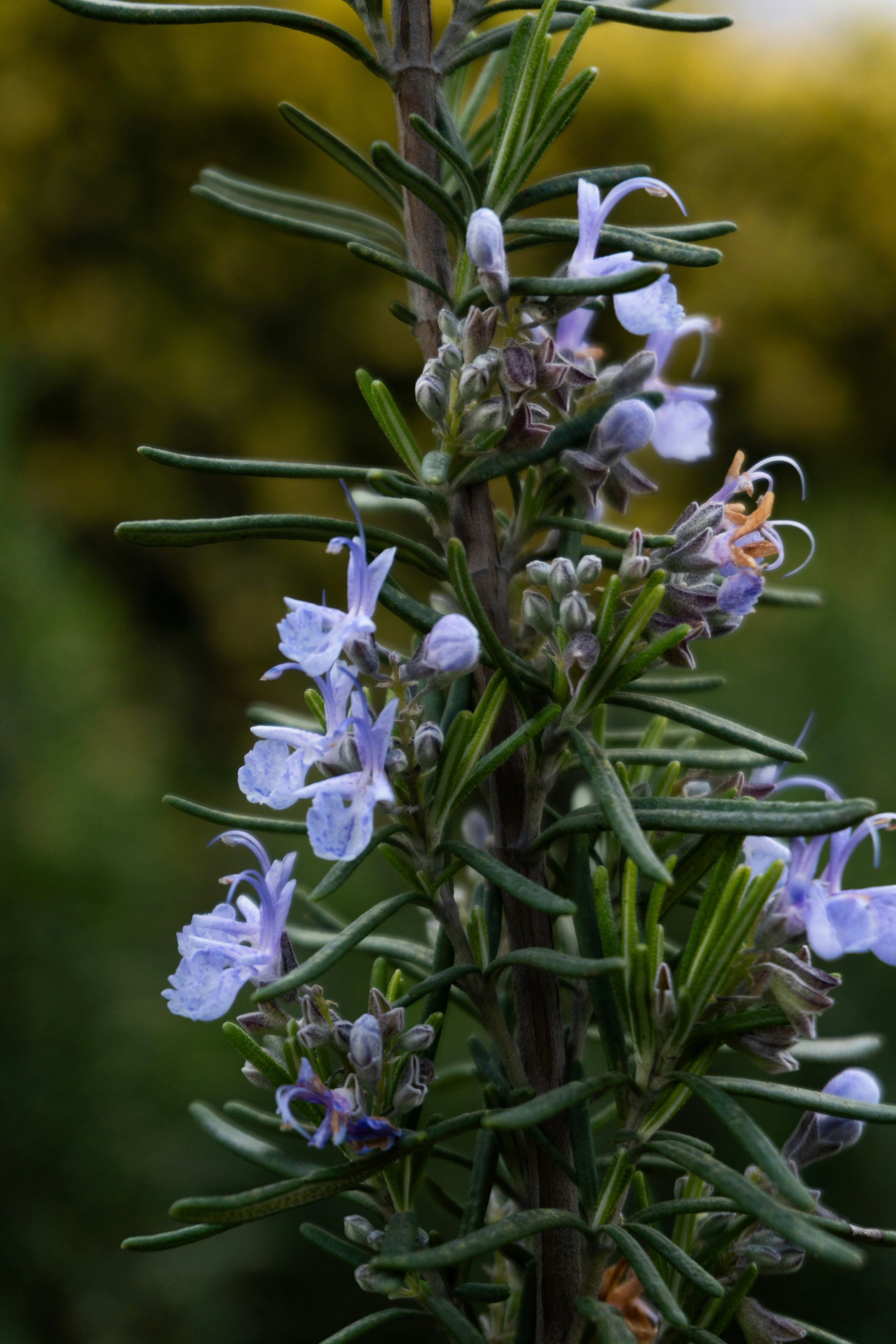 Soft Lavender Spike: Close-Up of a Rosmarinus-like Blooms
