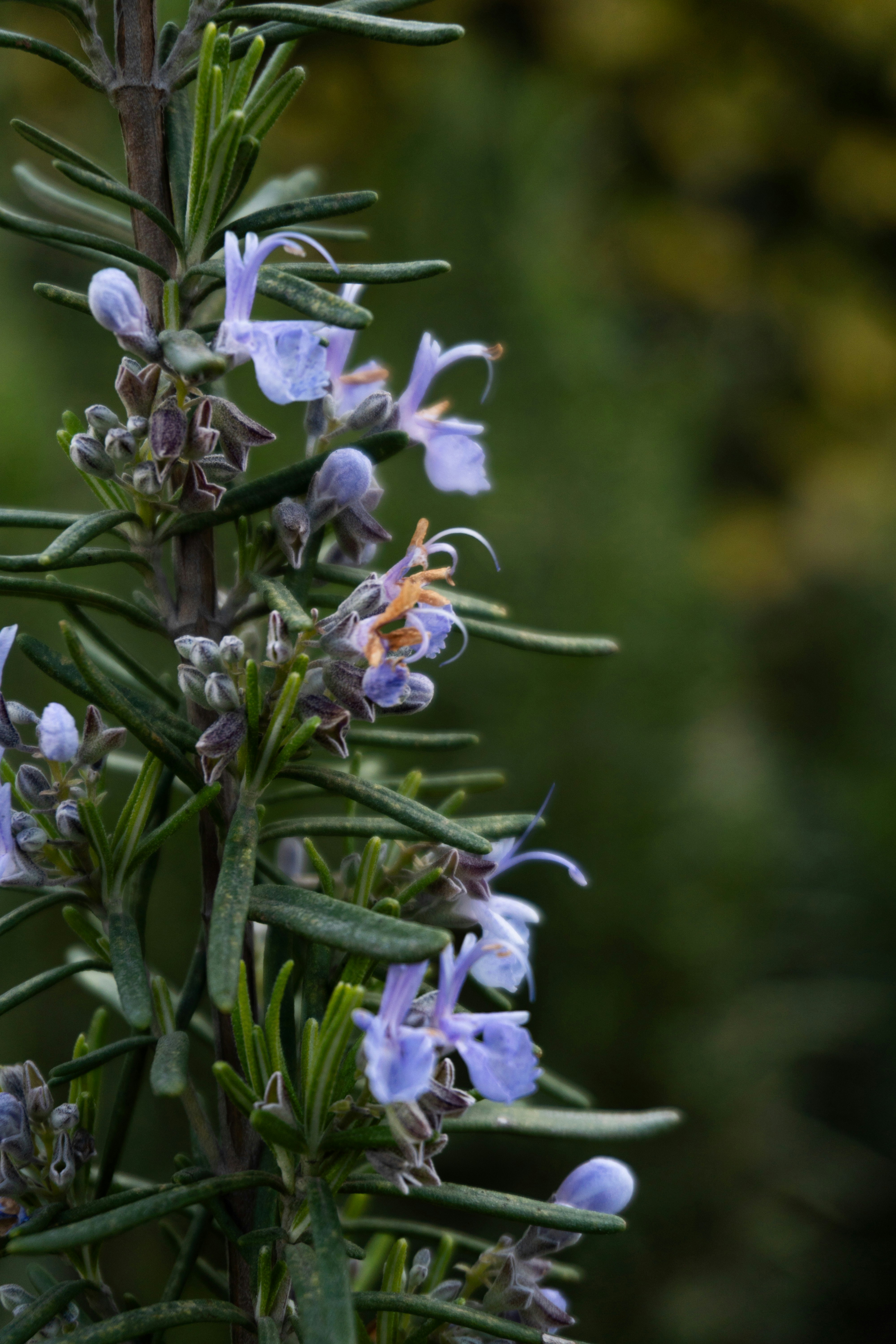 Rosmary in Focus: Lavender Sprigs Reaching Toward a Blurred Backdrop