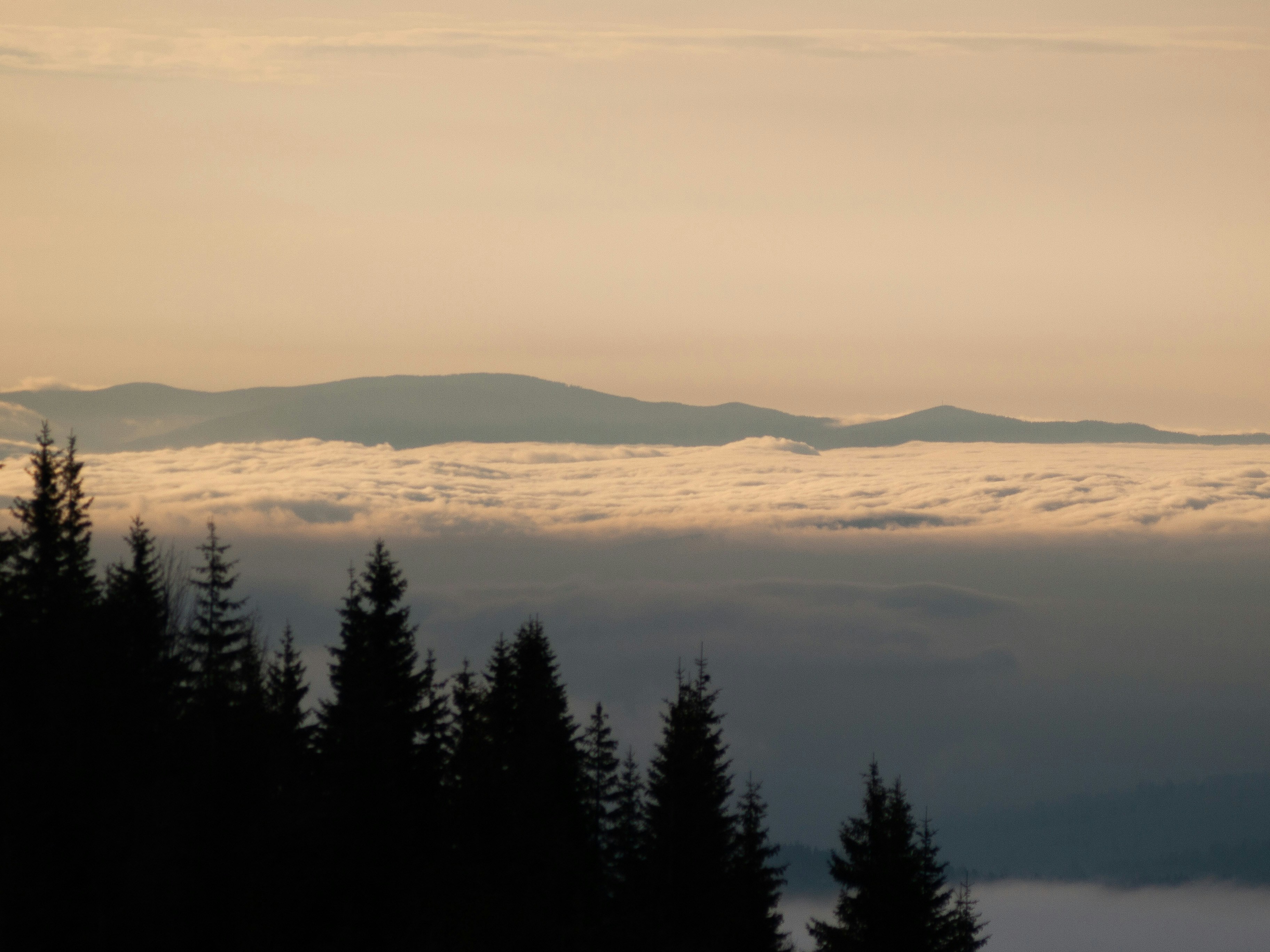 Silhouette Summit at Dawn: Forest Horizon Over Clouds