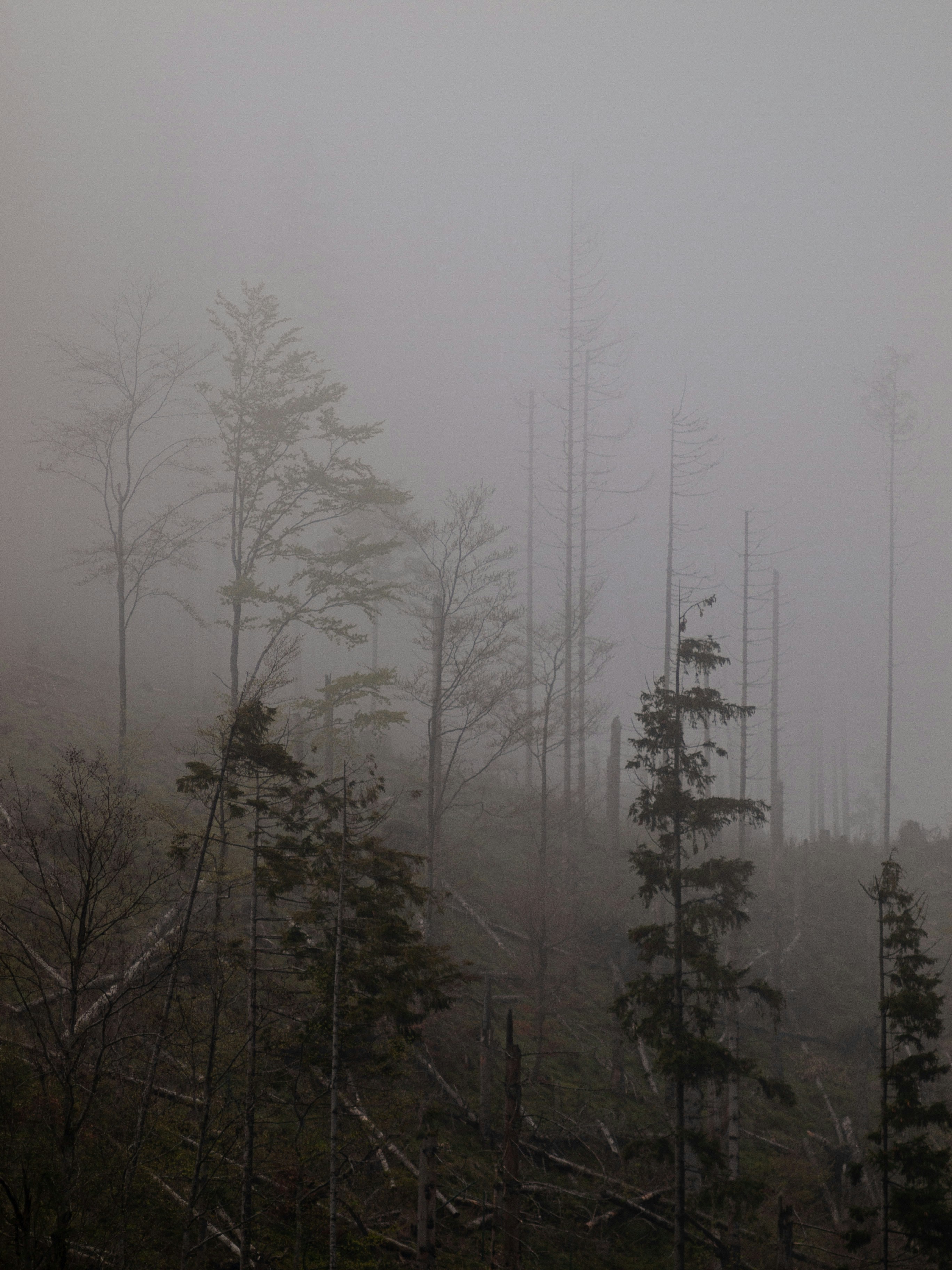 Fogbound Pines: Silent Forest Clings to the Ridge
