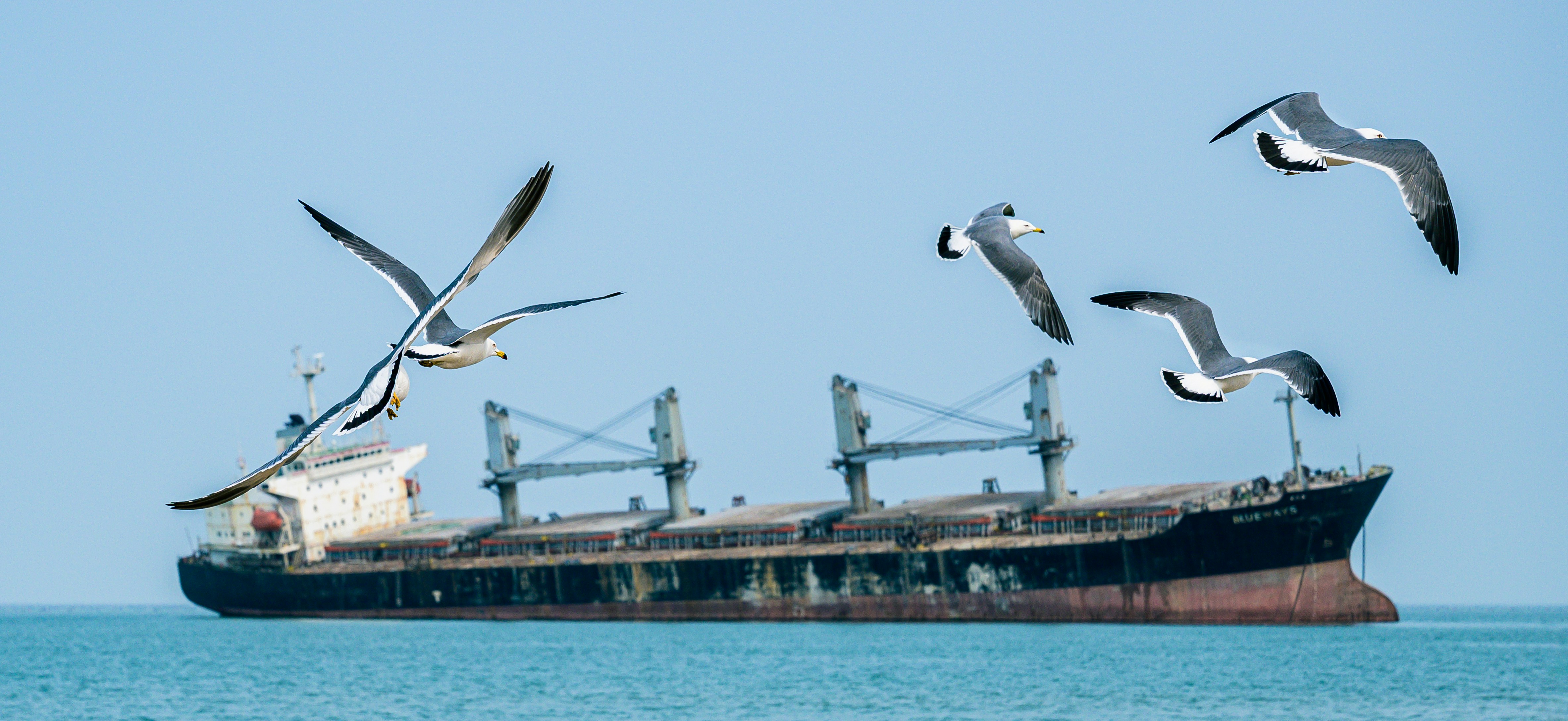 Gulls Over a Sunlit Sunken Freighter