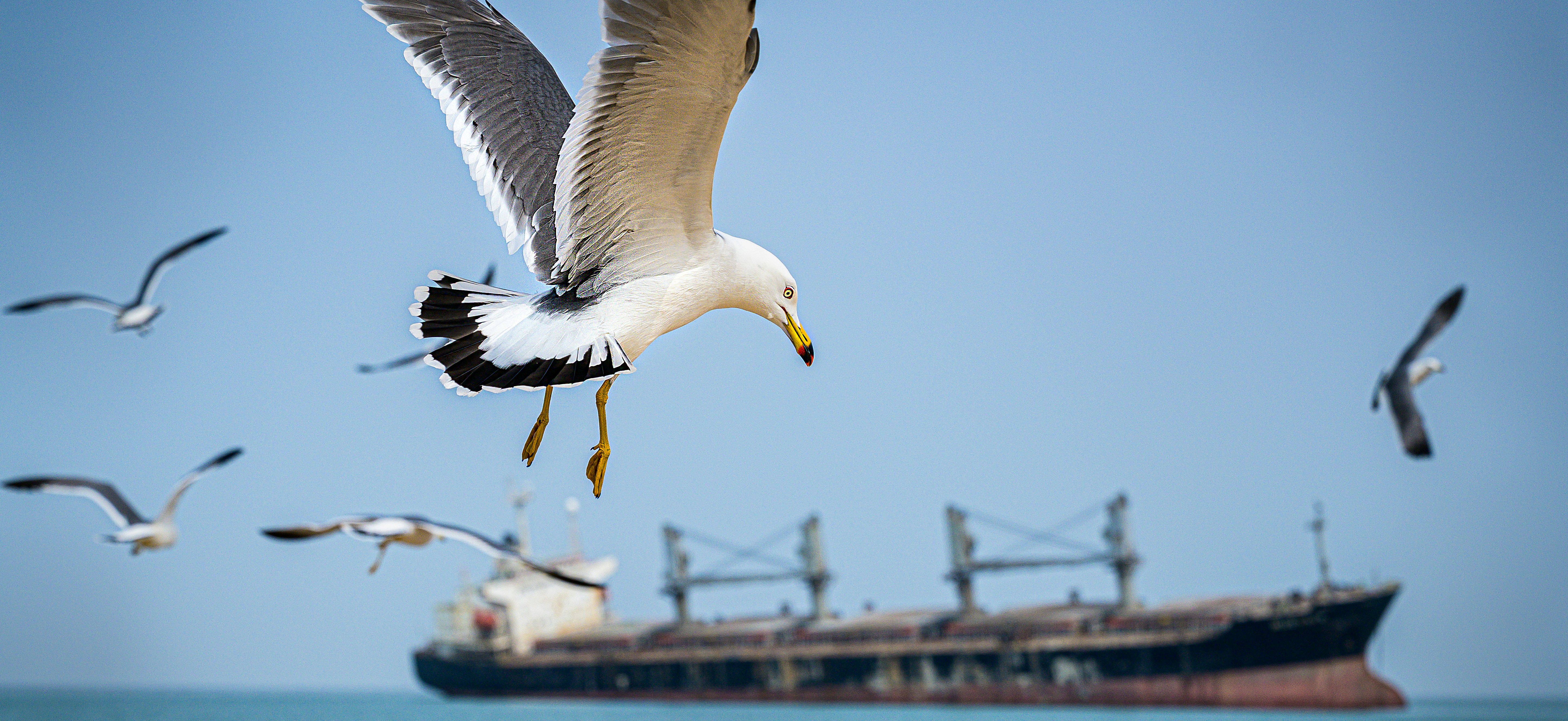 Gull in Flight Above a Distant Ship