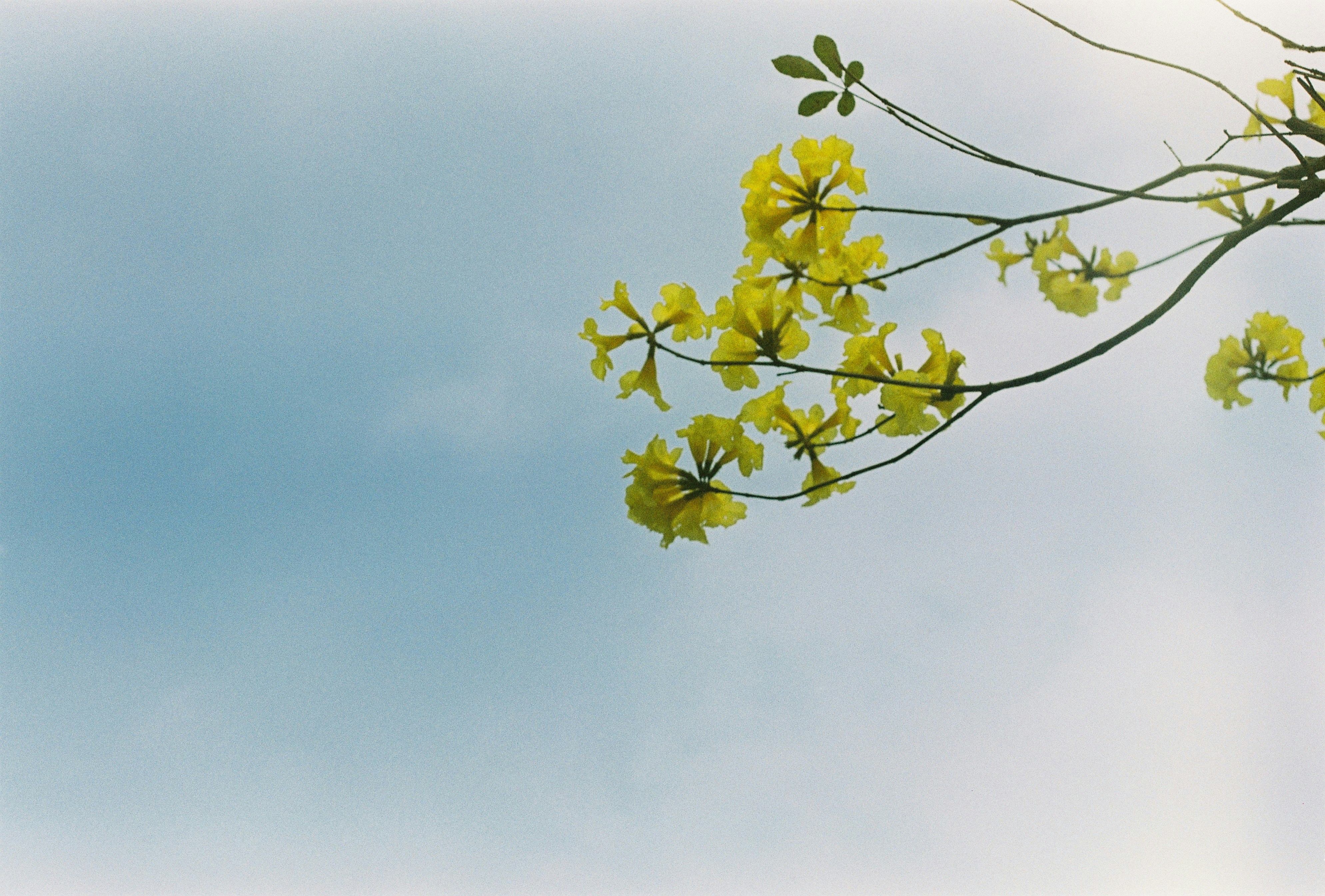Yellow blossoms against a white-washed sky