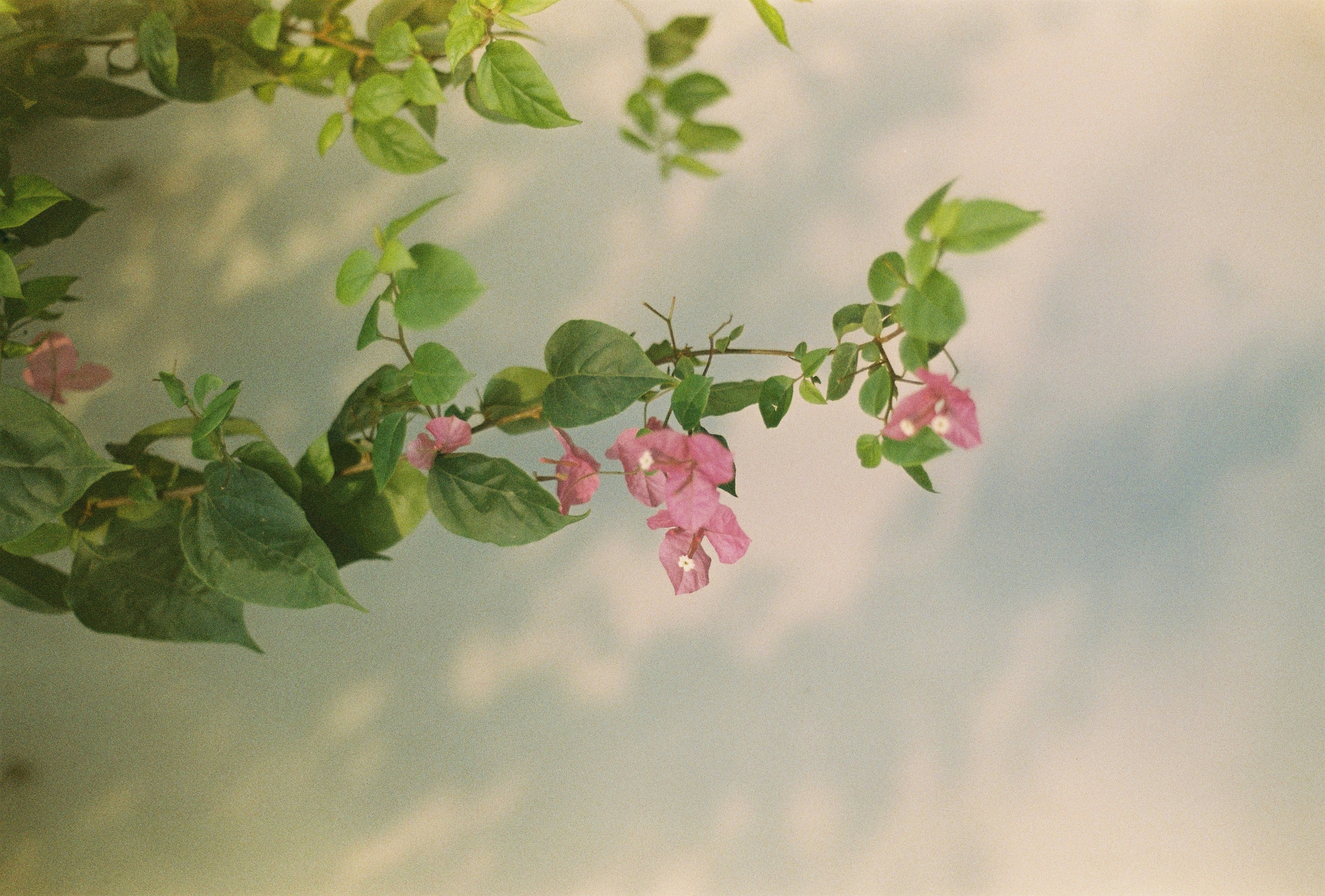 Pink bloom on a drifting vine against a dreamy sky