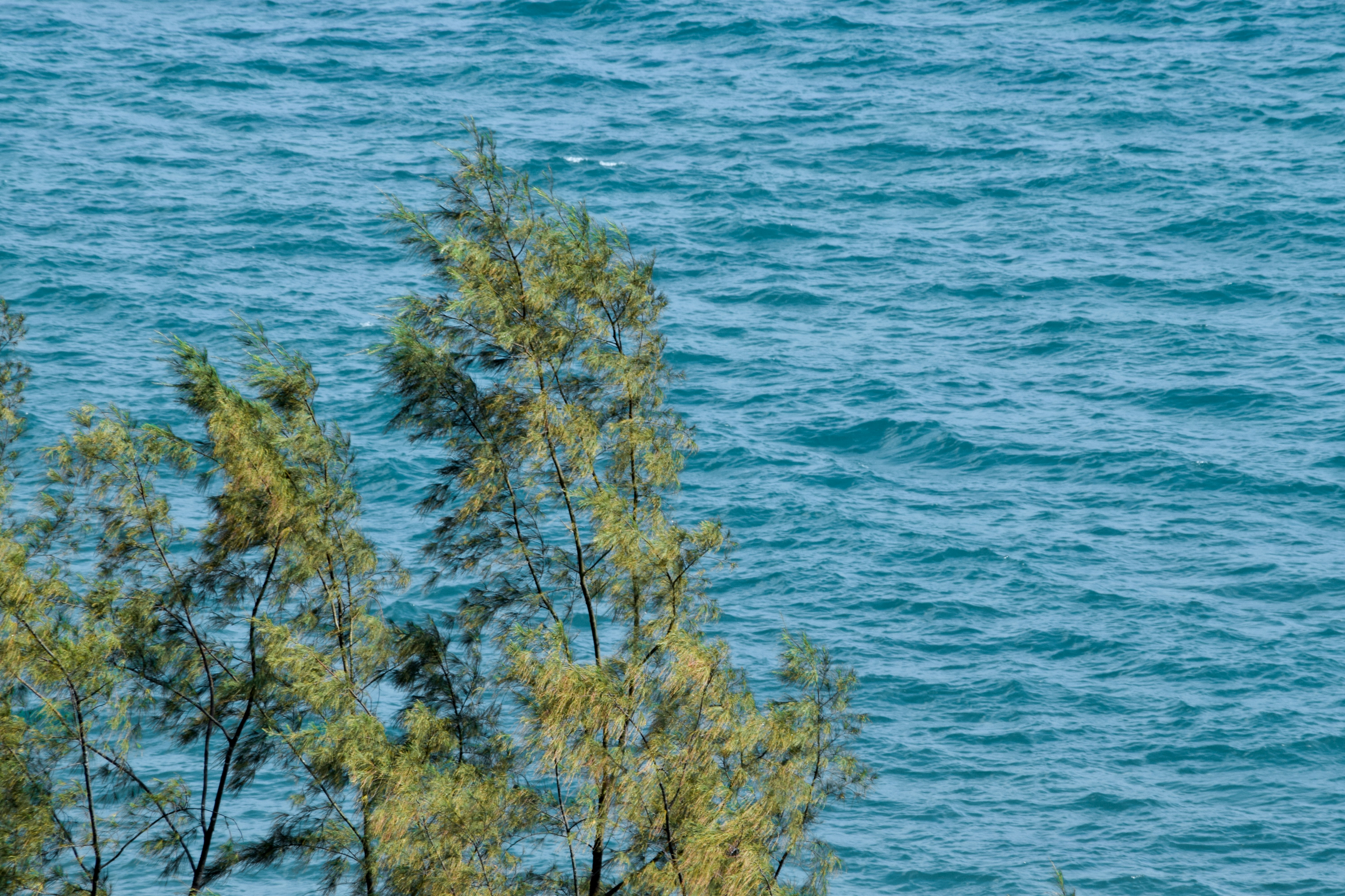 Branching Against a Sea of Turquoise