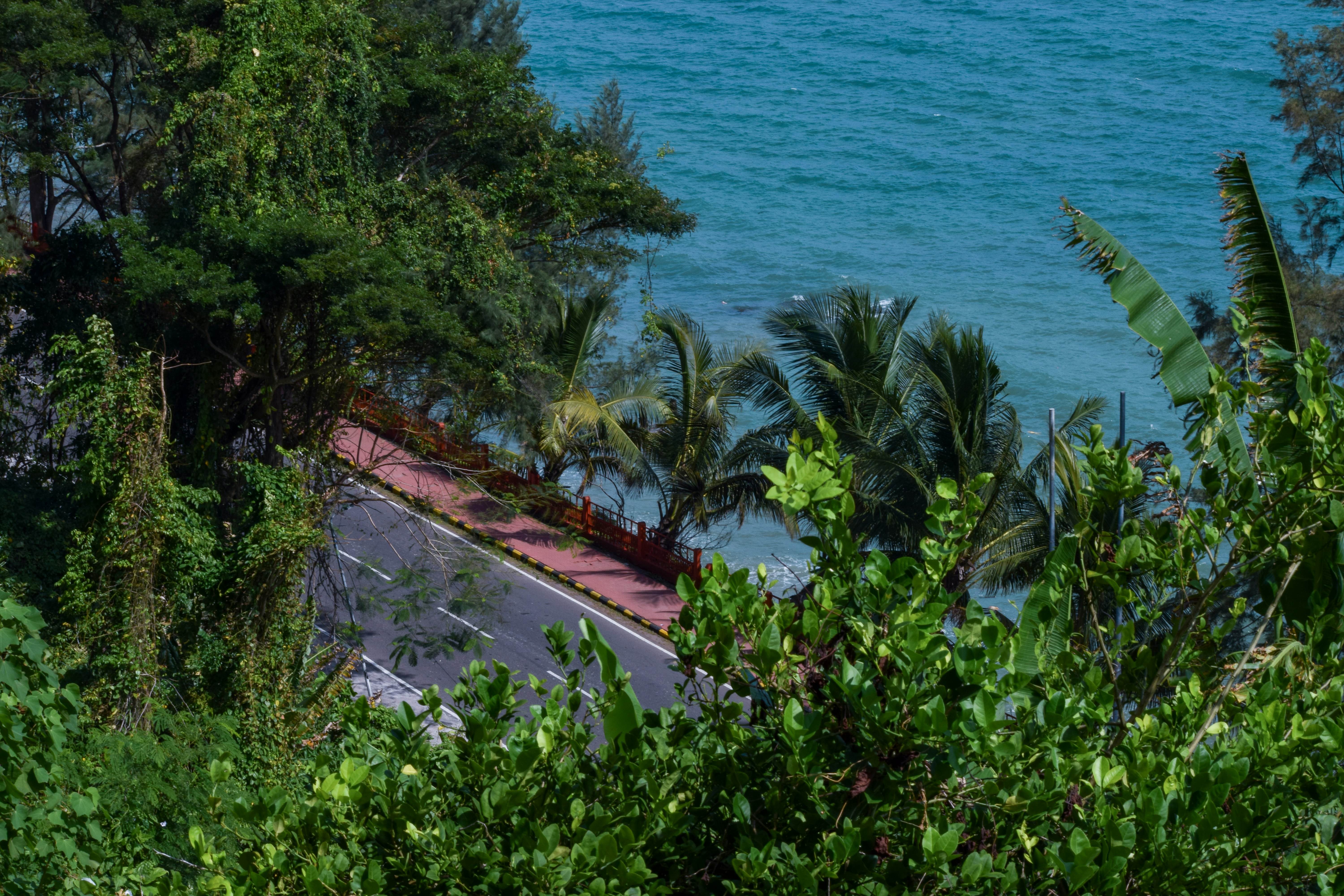 Hidden Coastal Roadway Fringed by Tropical Foliage