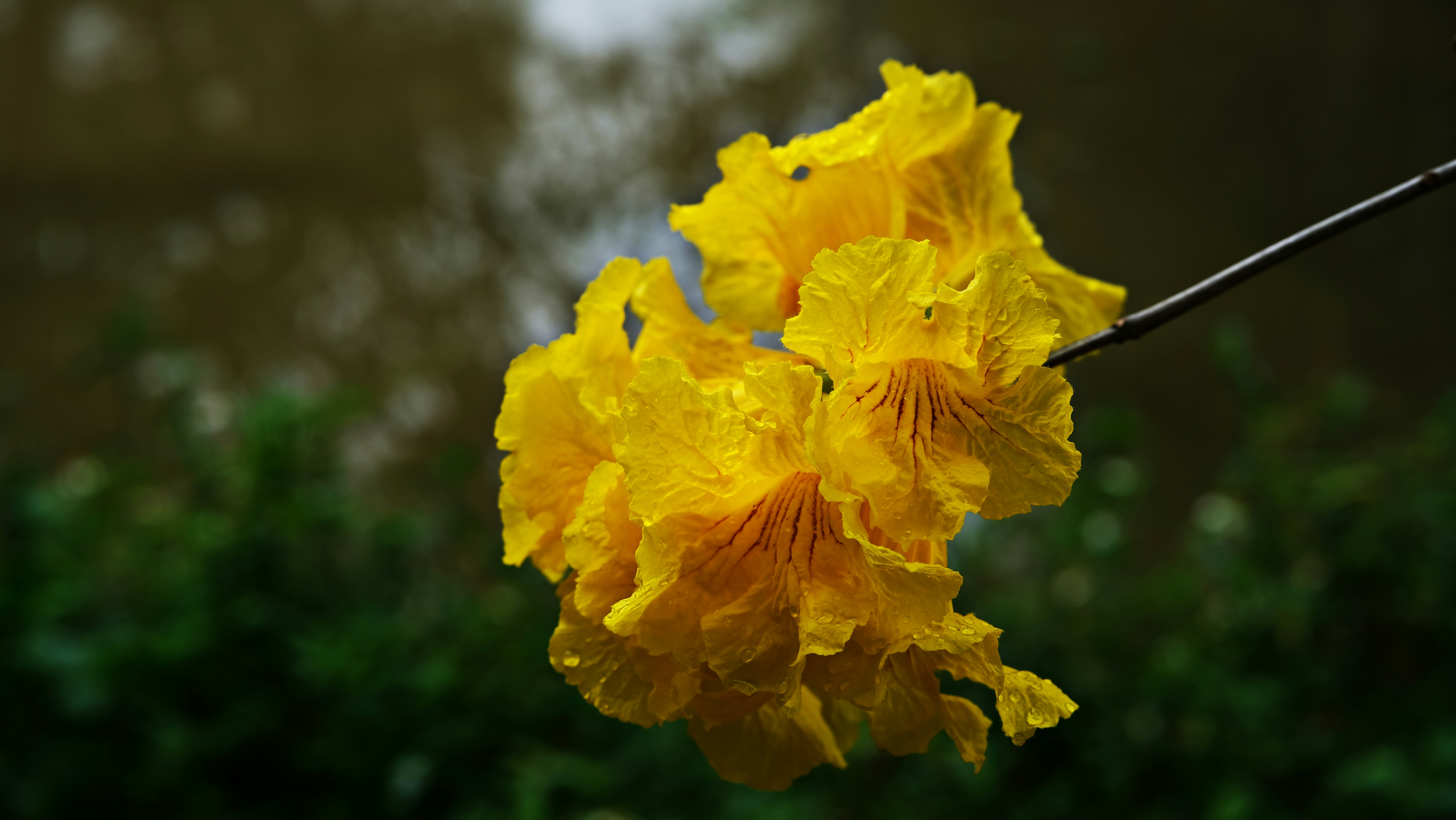 Sunlit Canary Blossom on a Gloomy Backdrop