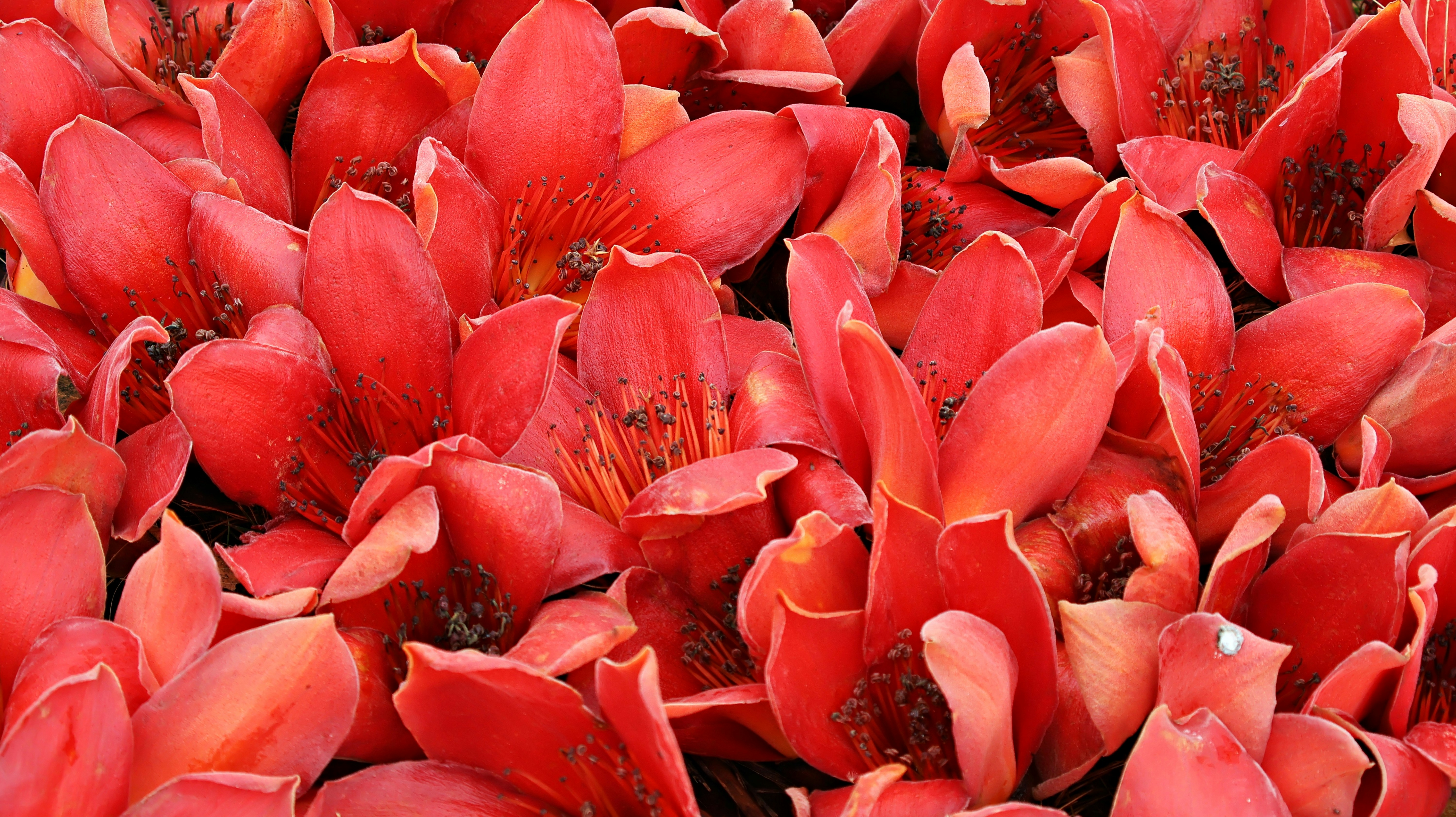 Crimson Bloom Field: A Tangle of Red Petals