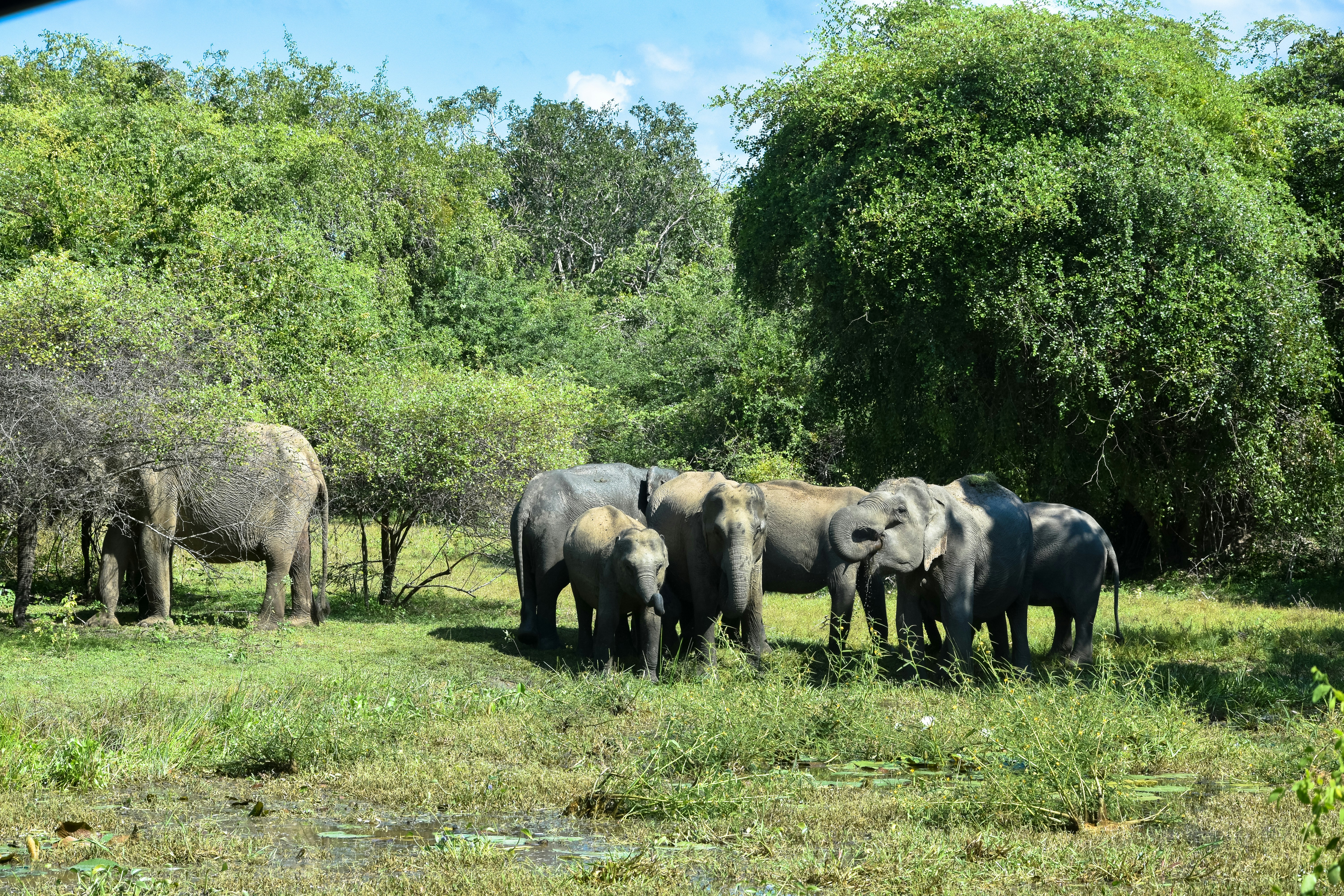 Herd of elephants at a sunlit waterhole