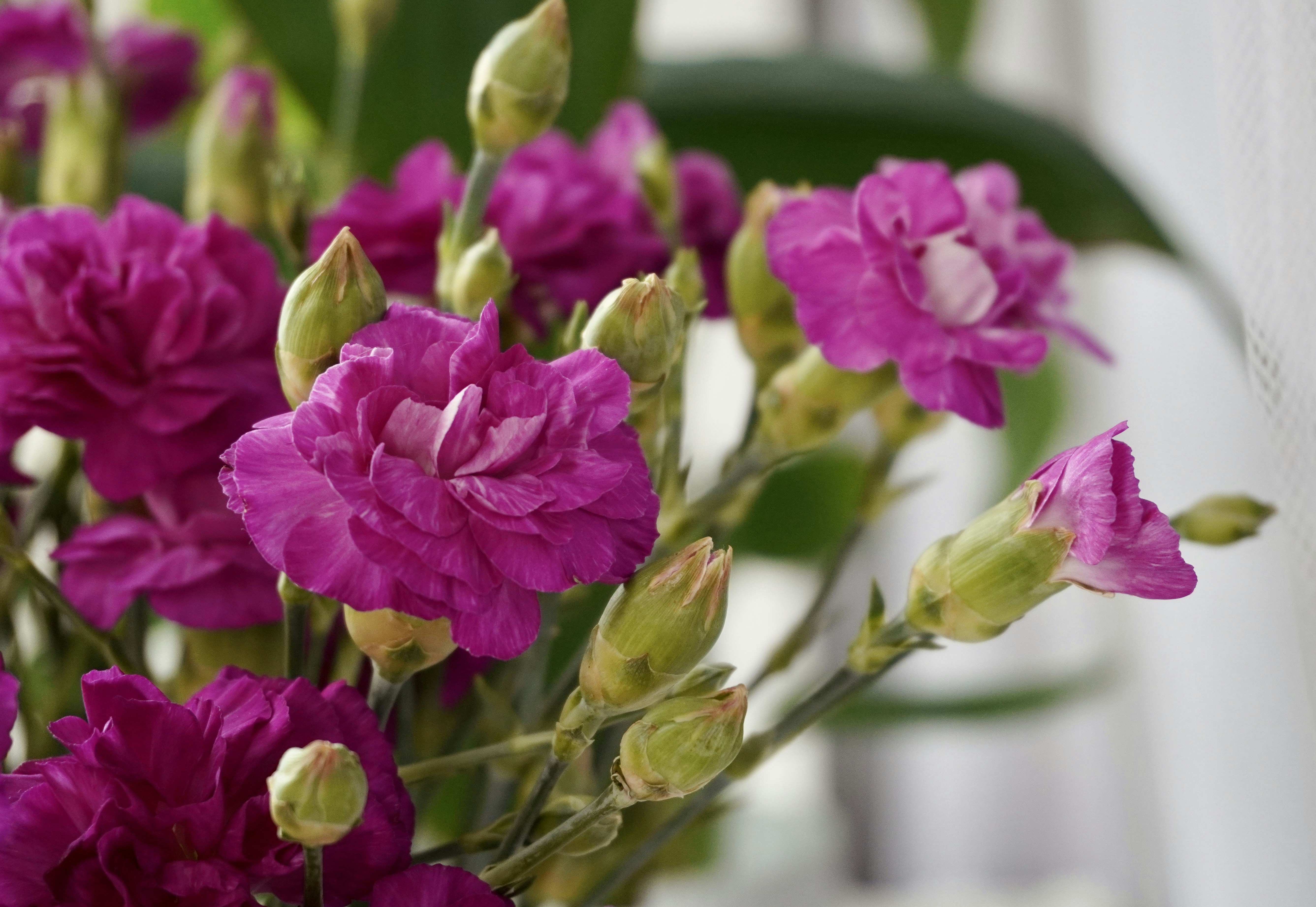 Crushed Velvet Bloom: Magenta Carnations in Soft Focus
