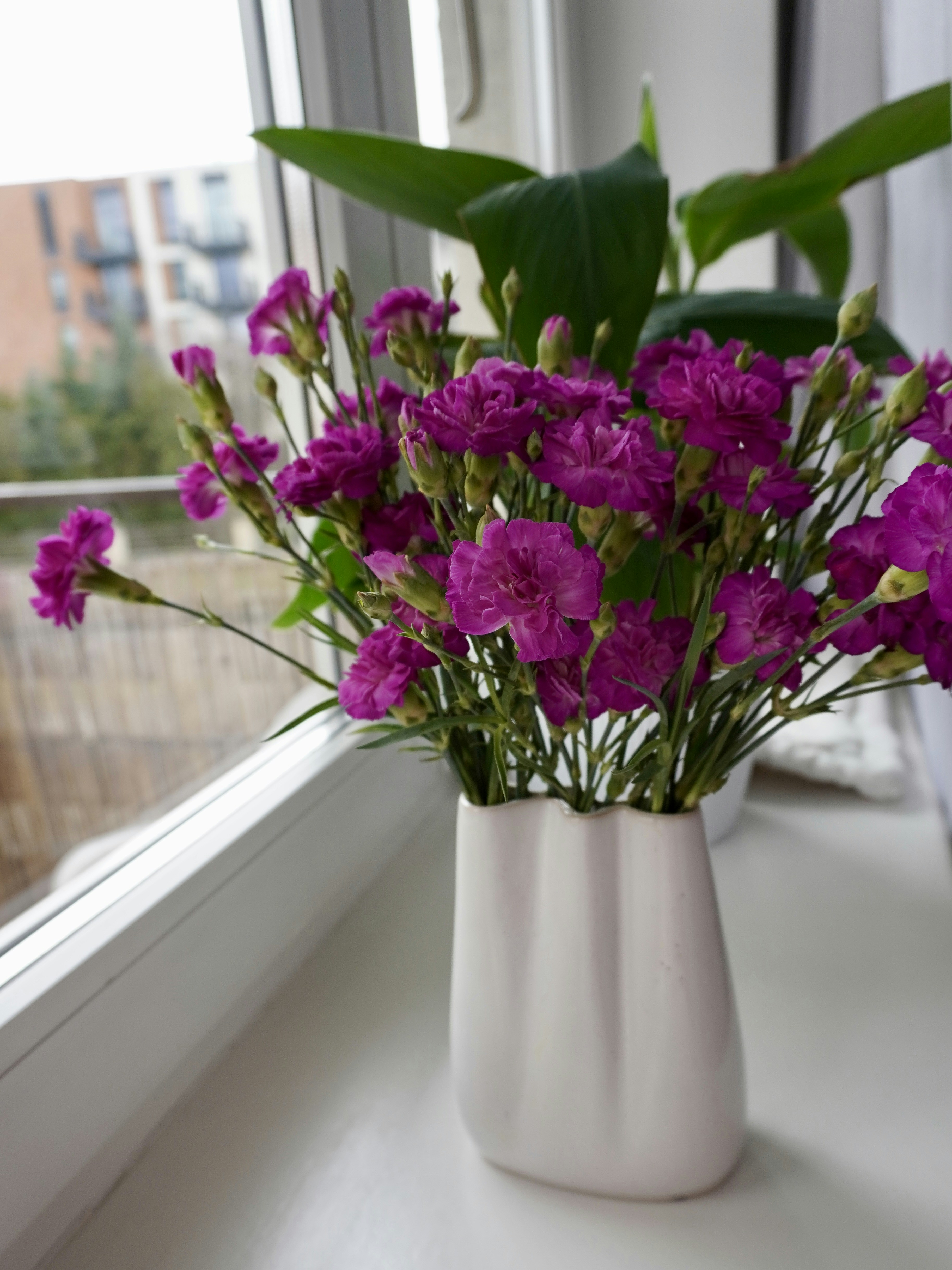 Vivid Magenta Blooms on a Windowsill Vase