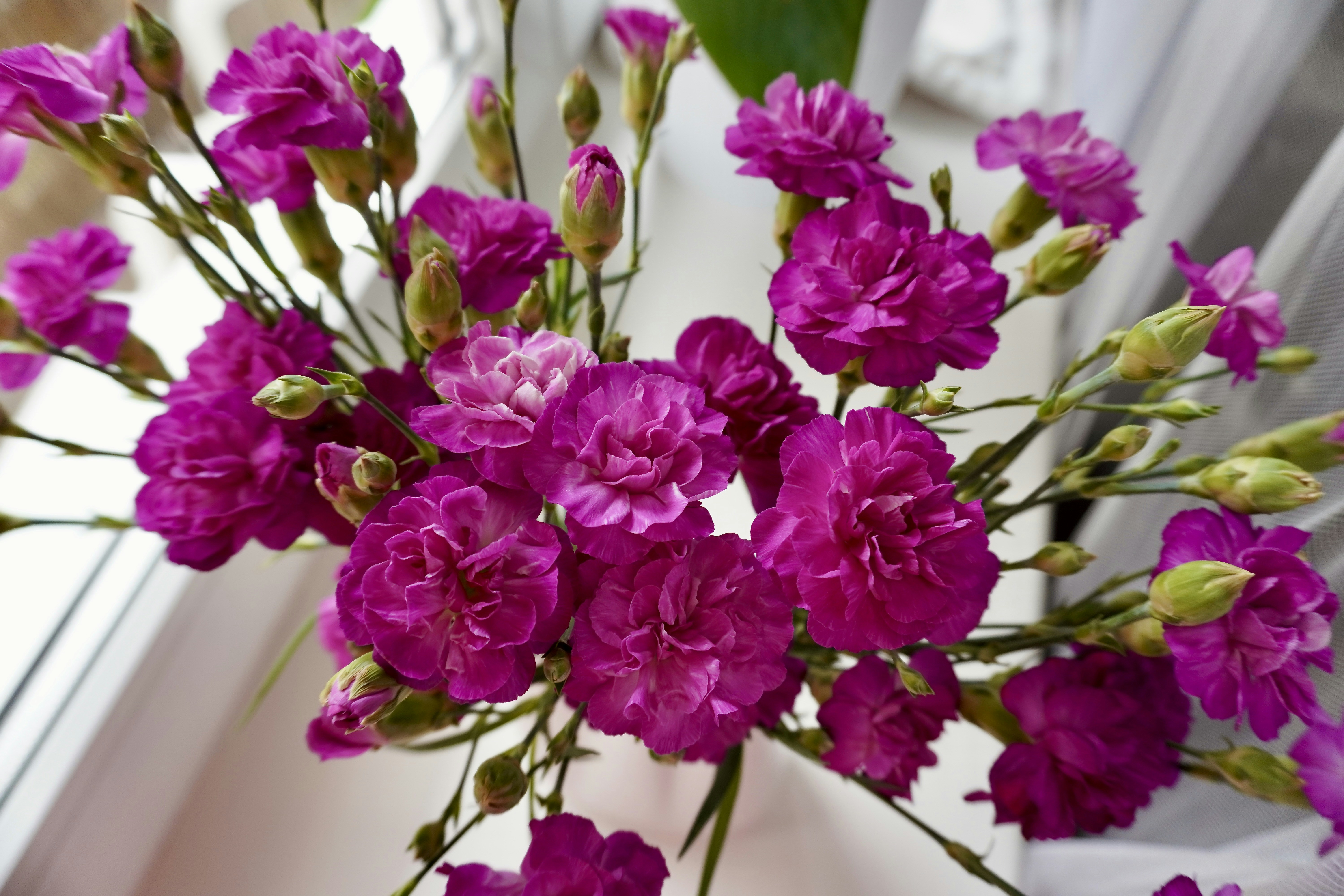 Vivid Carnation Bouquet Reaching Toward the Window Light