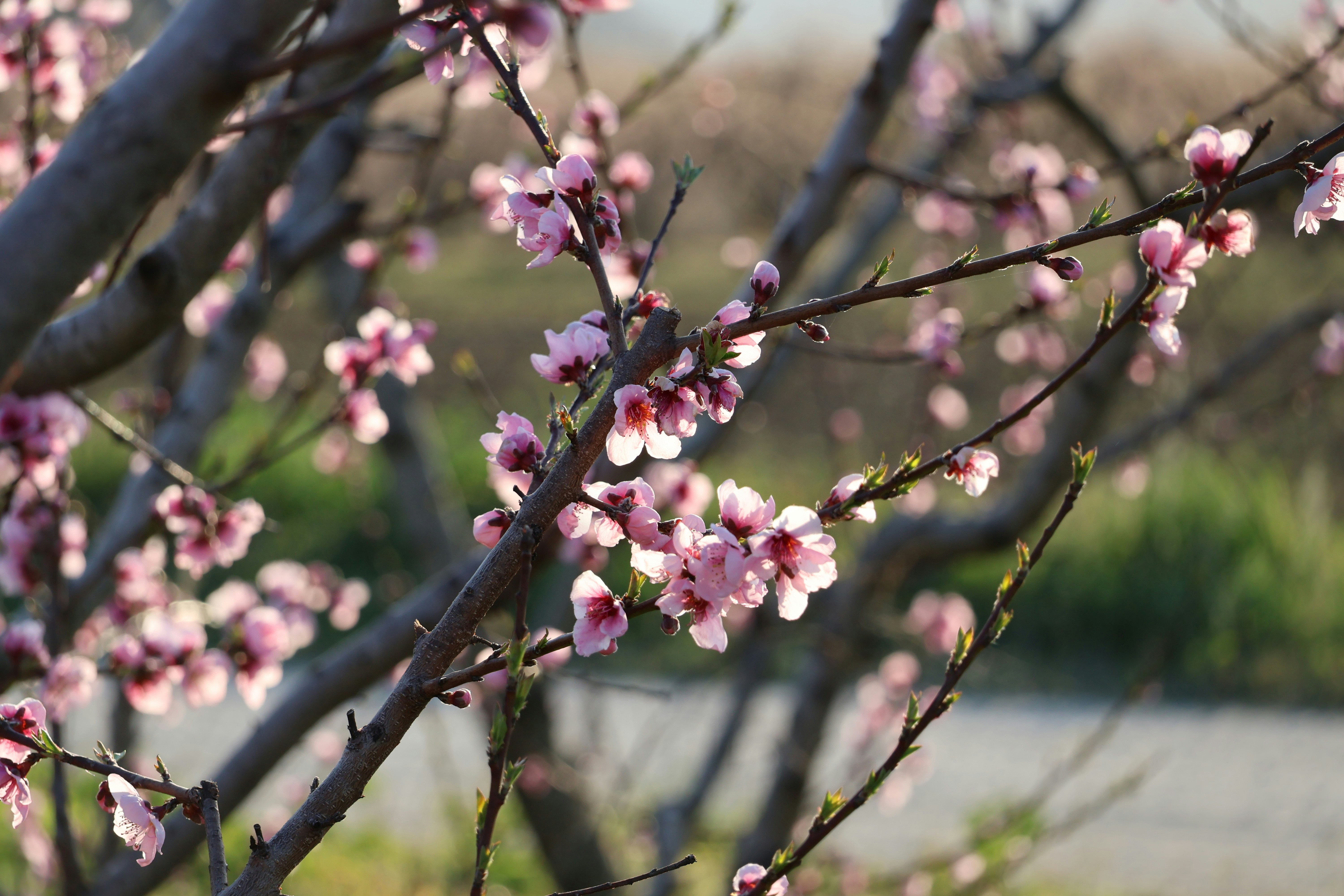 Blossoms in Focus: A Lively Speck of Spring on Thready Branches